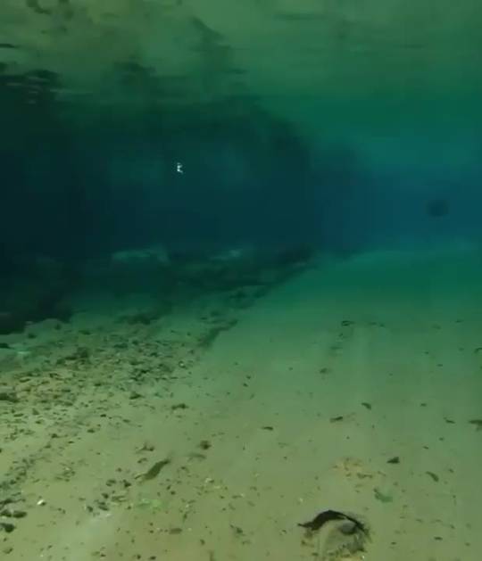 Underwater Capy - Stealthy | Scrolller