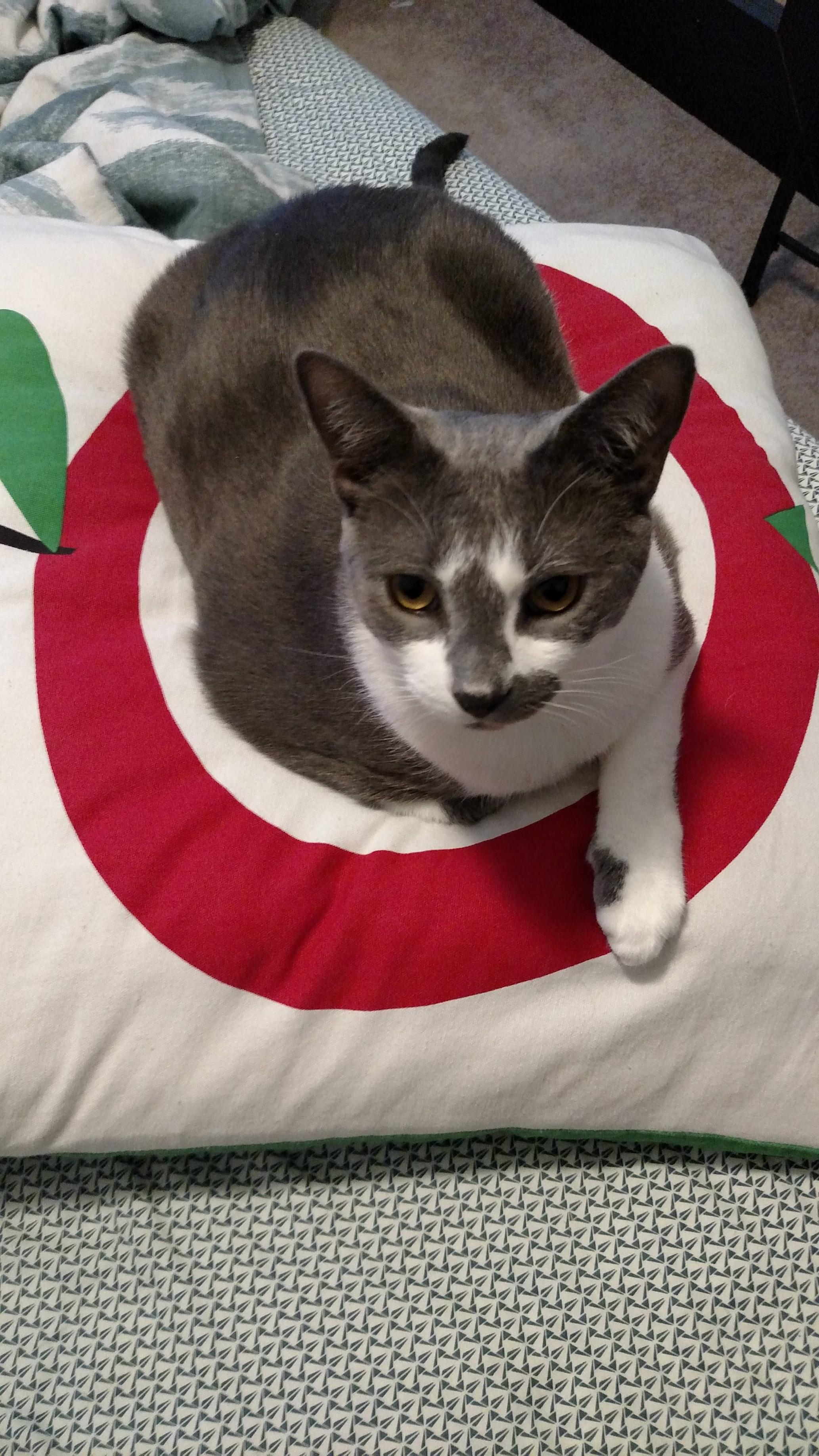 Unintentional Cushion Circle | Scrolller