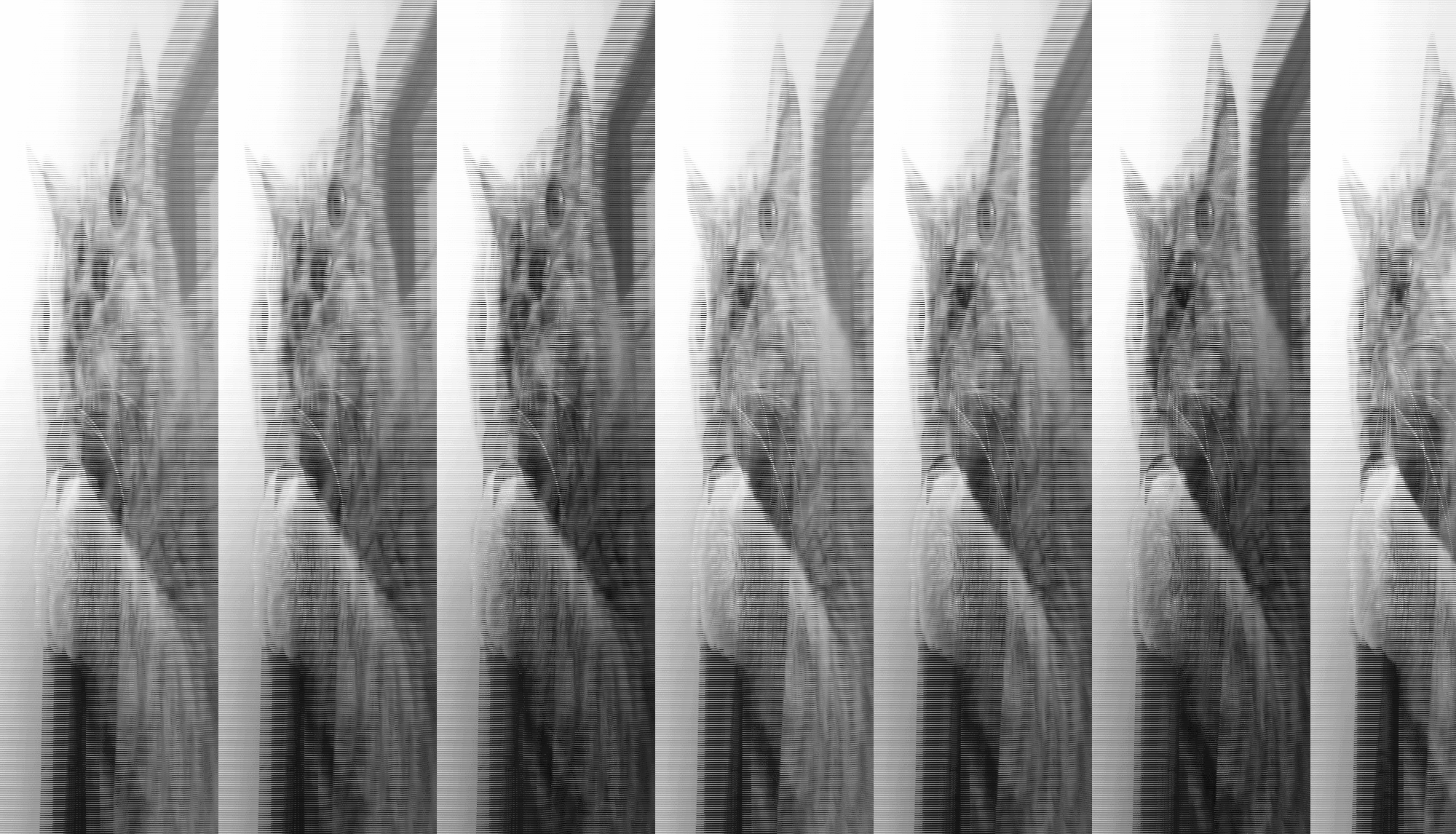 Unintentional Glitch Art Reshaping A Gif In Numpy Scrolller unintentional-glitch-art-reshaping-a-gif-in-numpy-scrolller