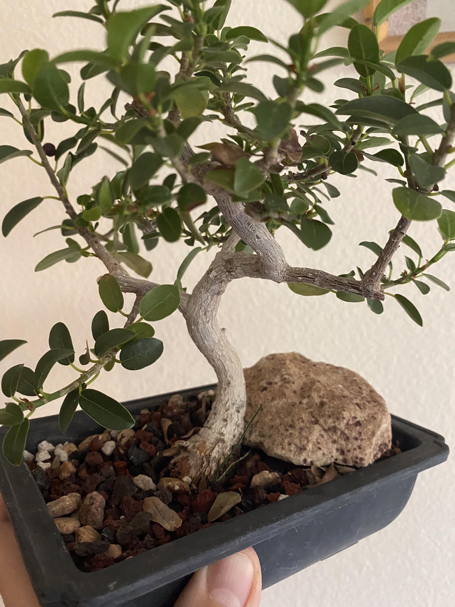 Unstyled ficus.Had to prop it up, but I raised this from a cutting. | Scrolller