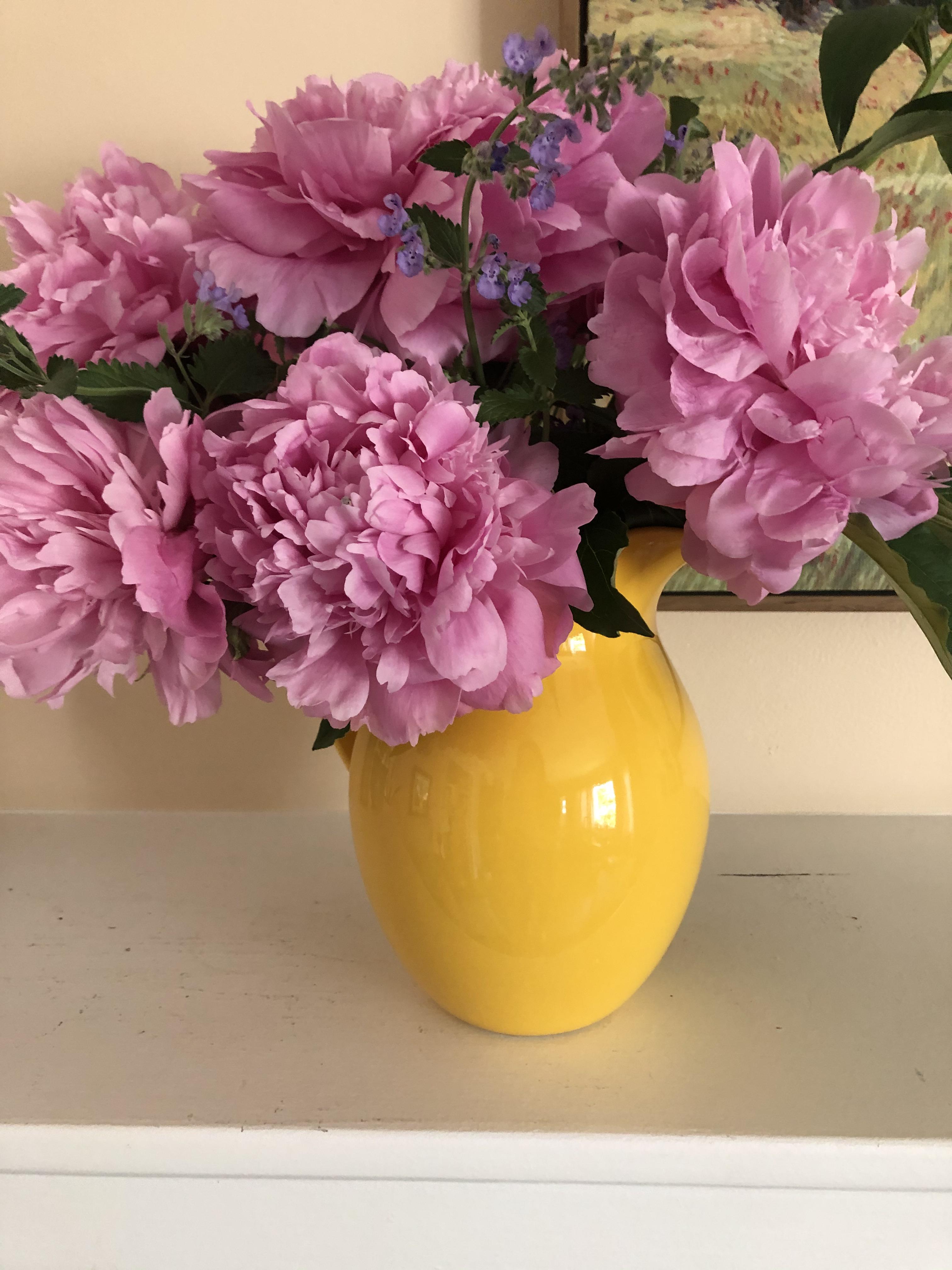 The peonies are popping here | Scrolller