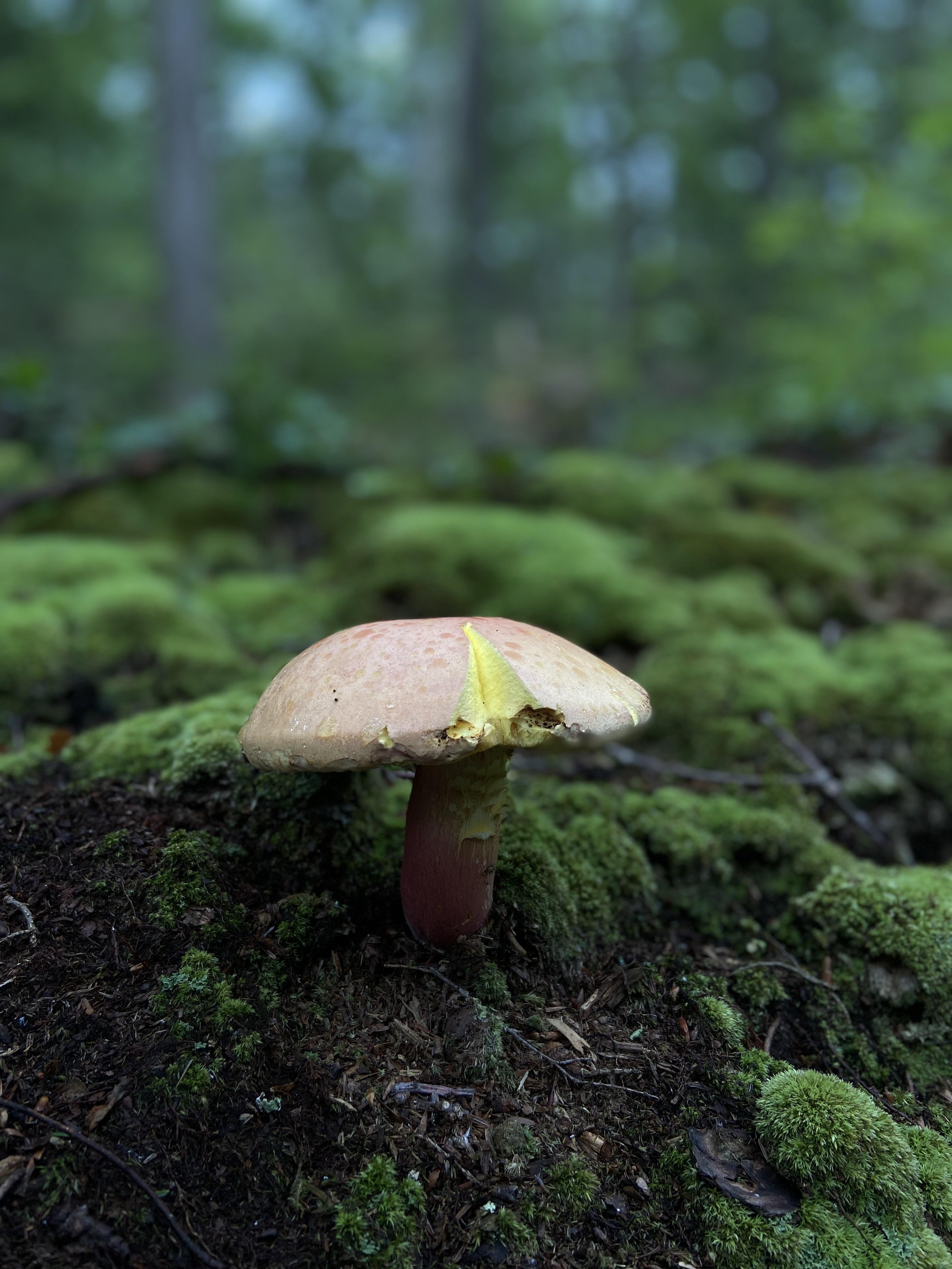 Discover more like MushroomPorn: “Untouched” -Upstate NY and Related Content | Scrolller