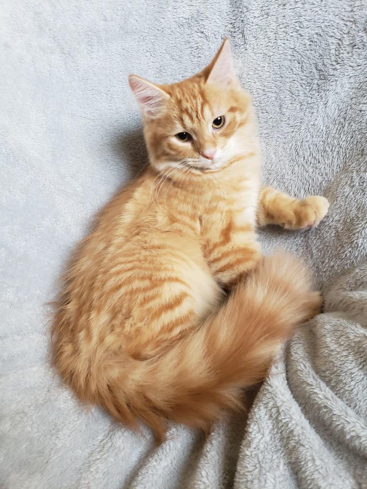 Update: Atticus is coming home tomorrow! | Scrolller