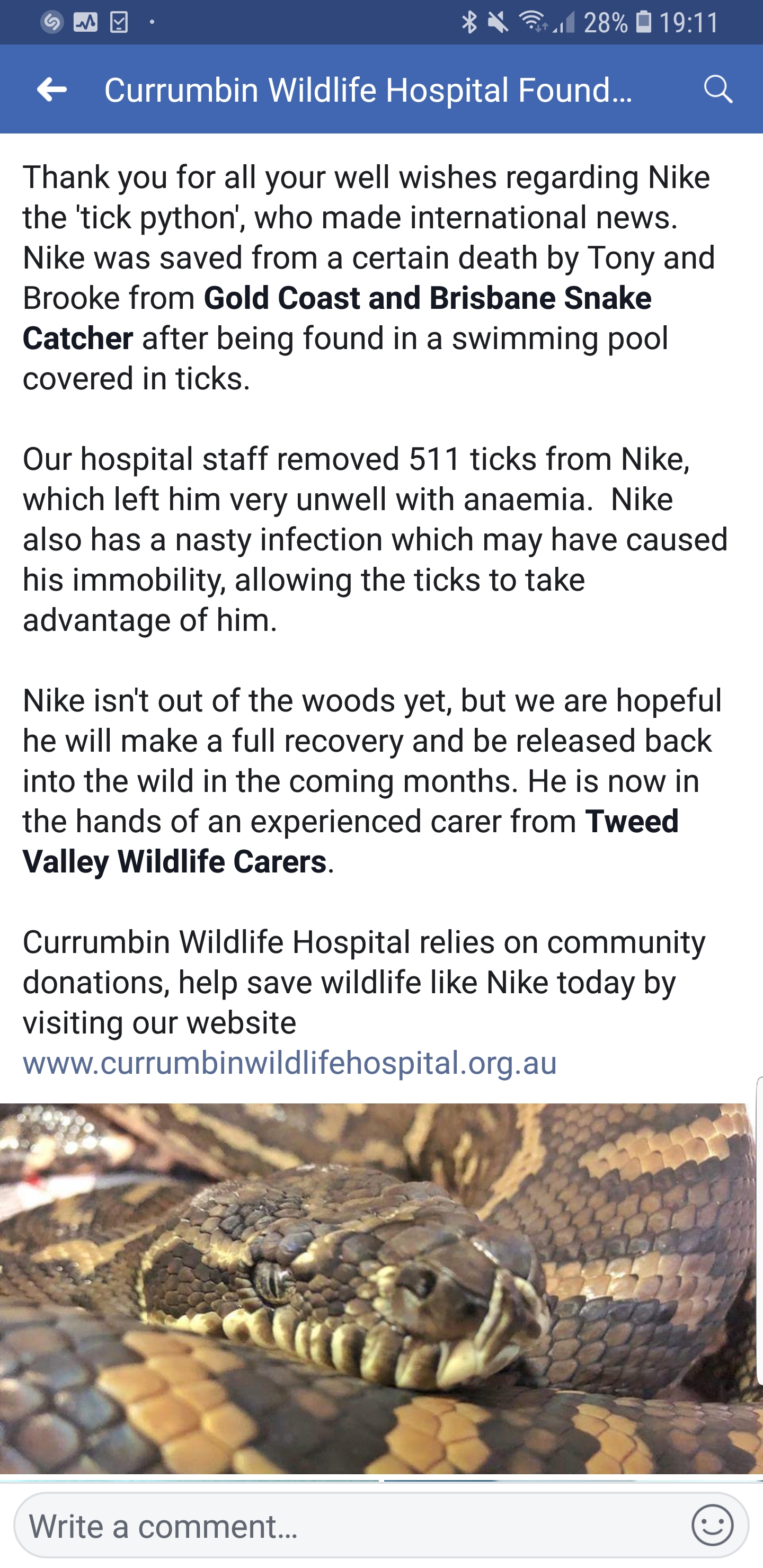 [Update] "Nike" the tick python - not out of the woods yet but getting ...