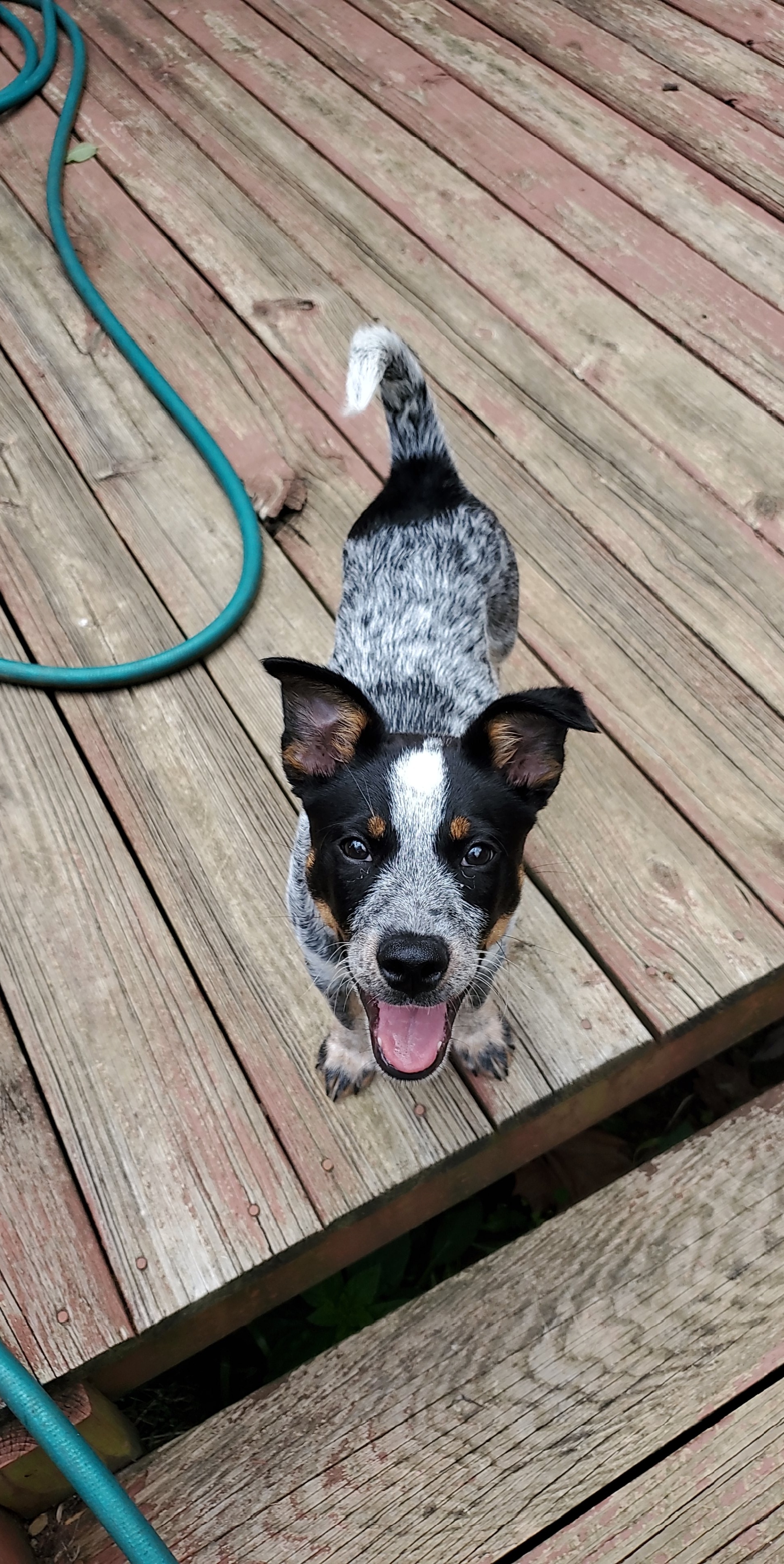 Update on our girl, Delta! She's all legs and loves her big aussie sister! | Scrolller