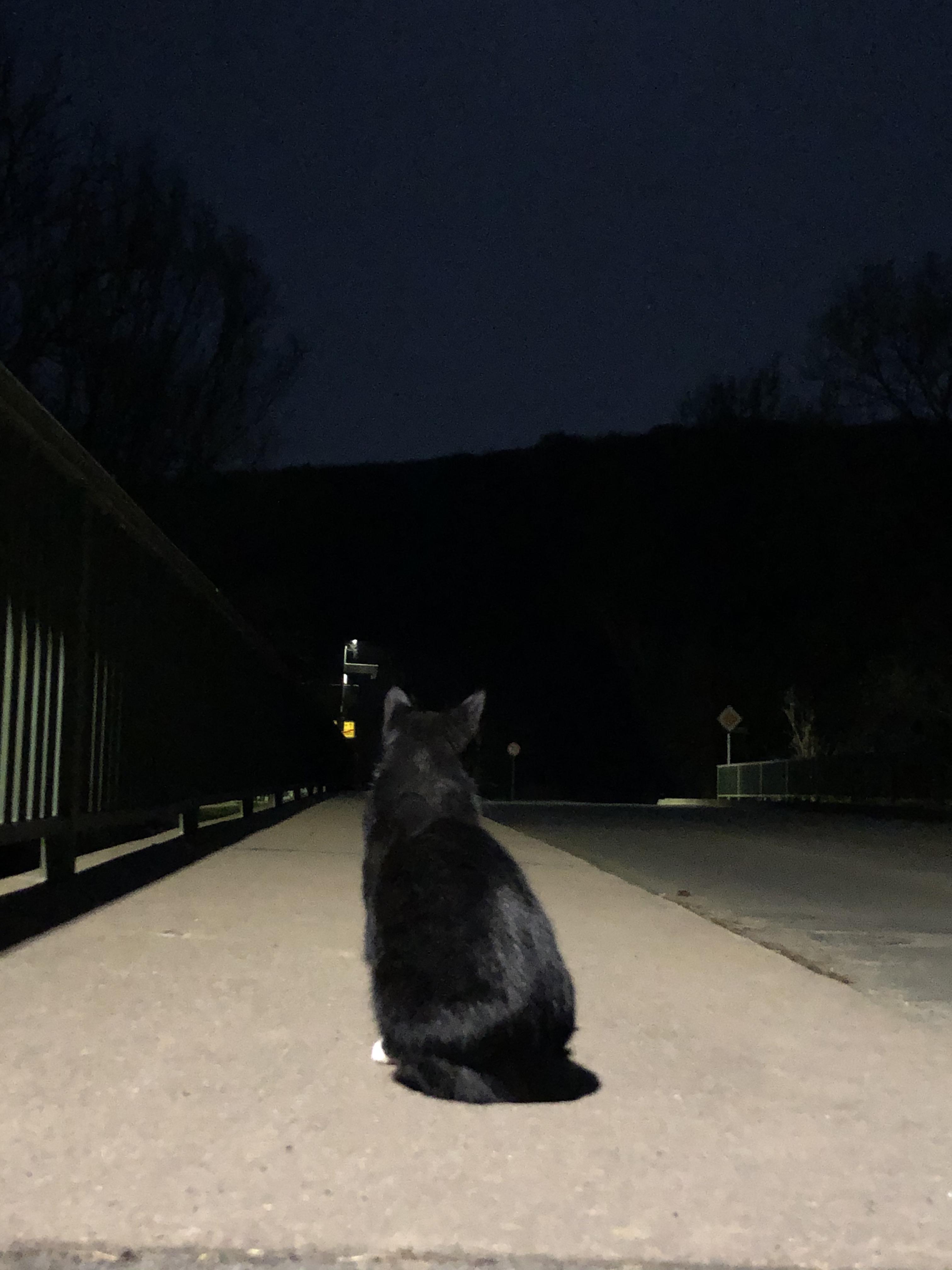 Update: we bought parasite treatment for Meeko! She should be free of any worms now:) | Scrolller