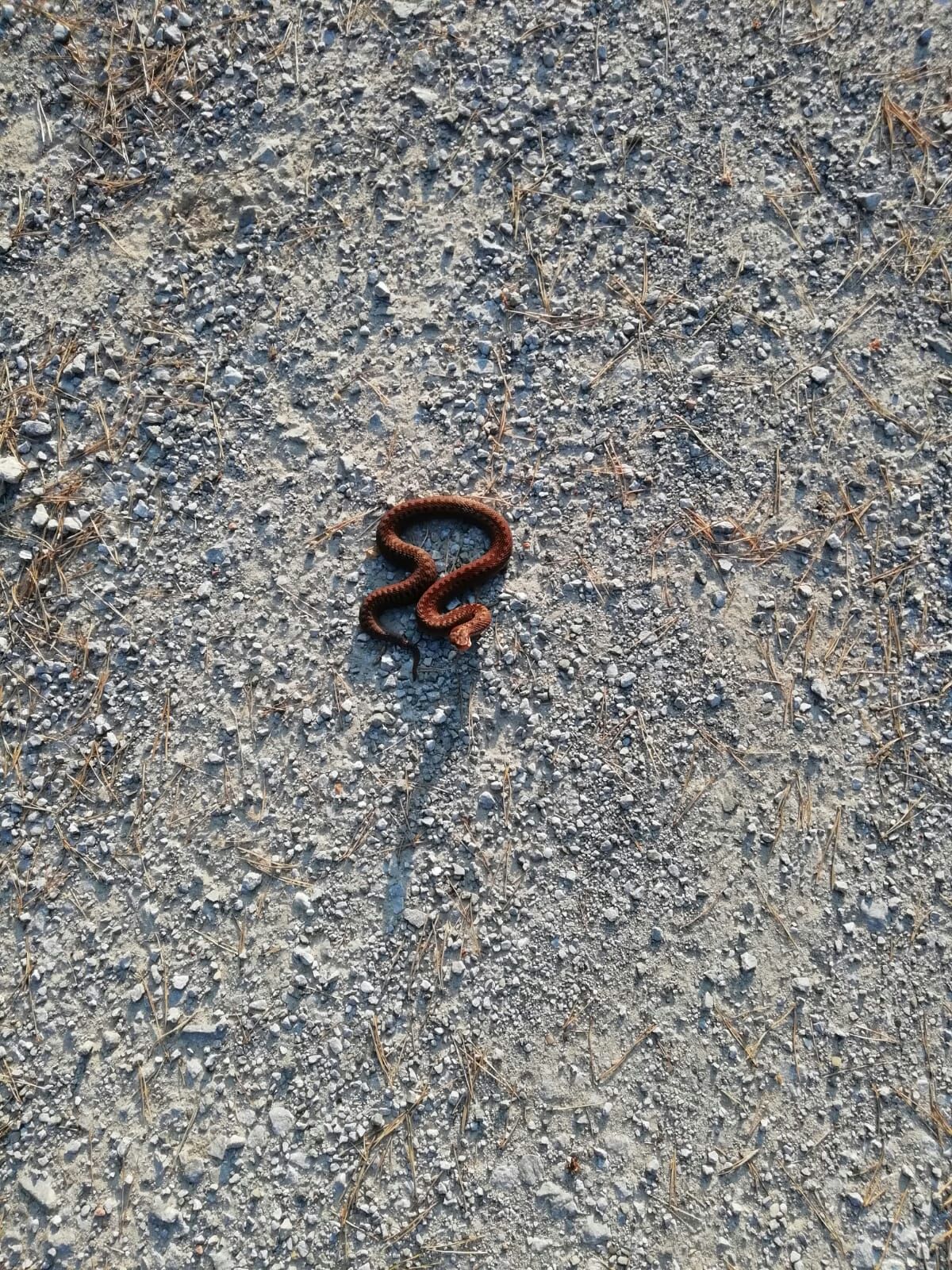 Urgent: can somebody identify this type of snake? | Scrolller
