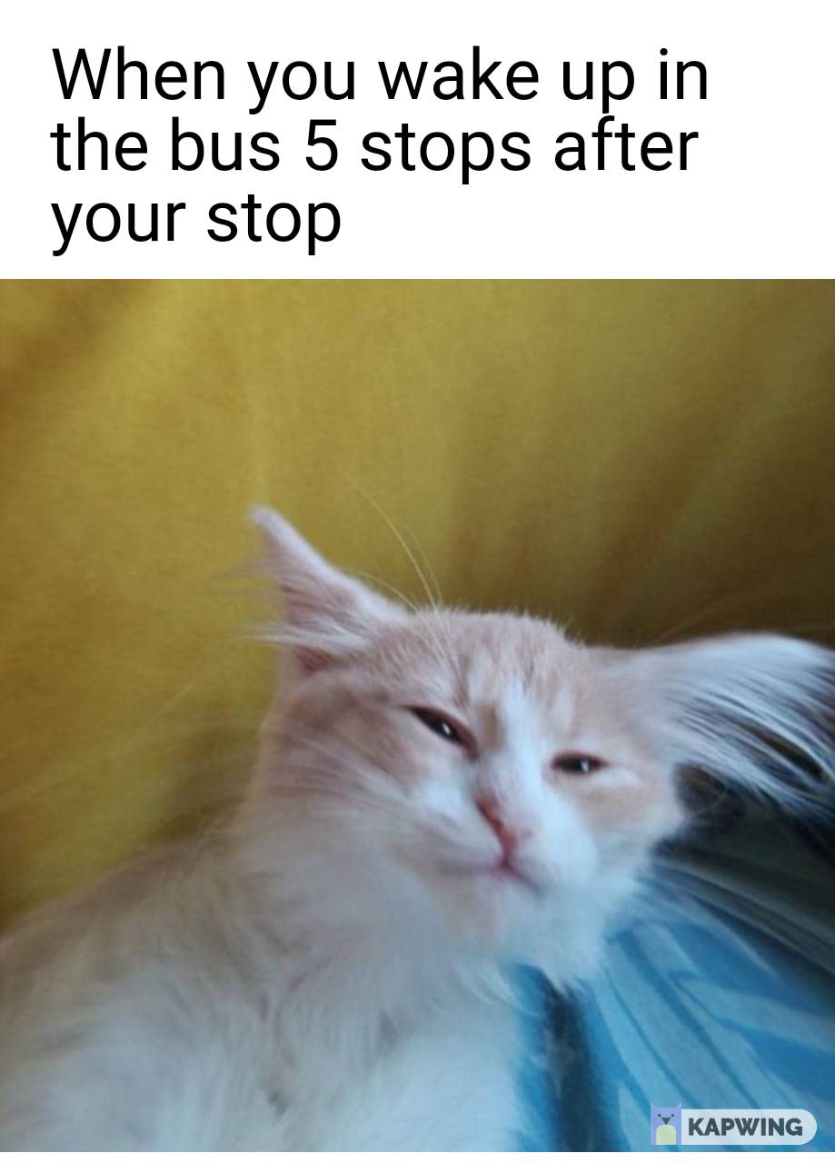 Using my kitten as a meme template | Scrolller