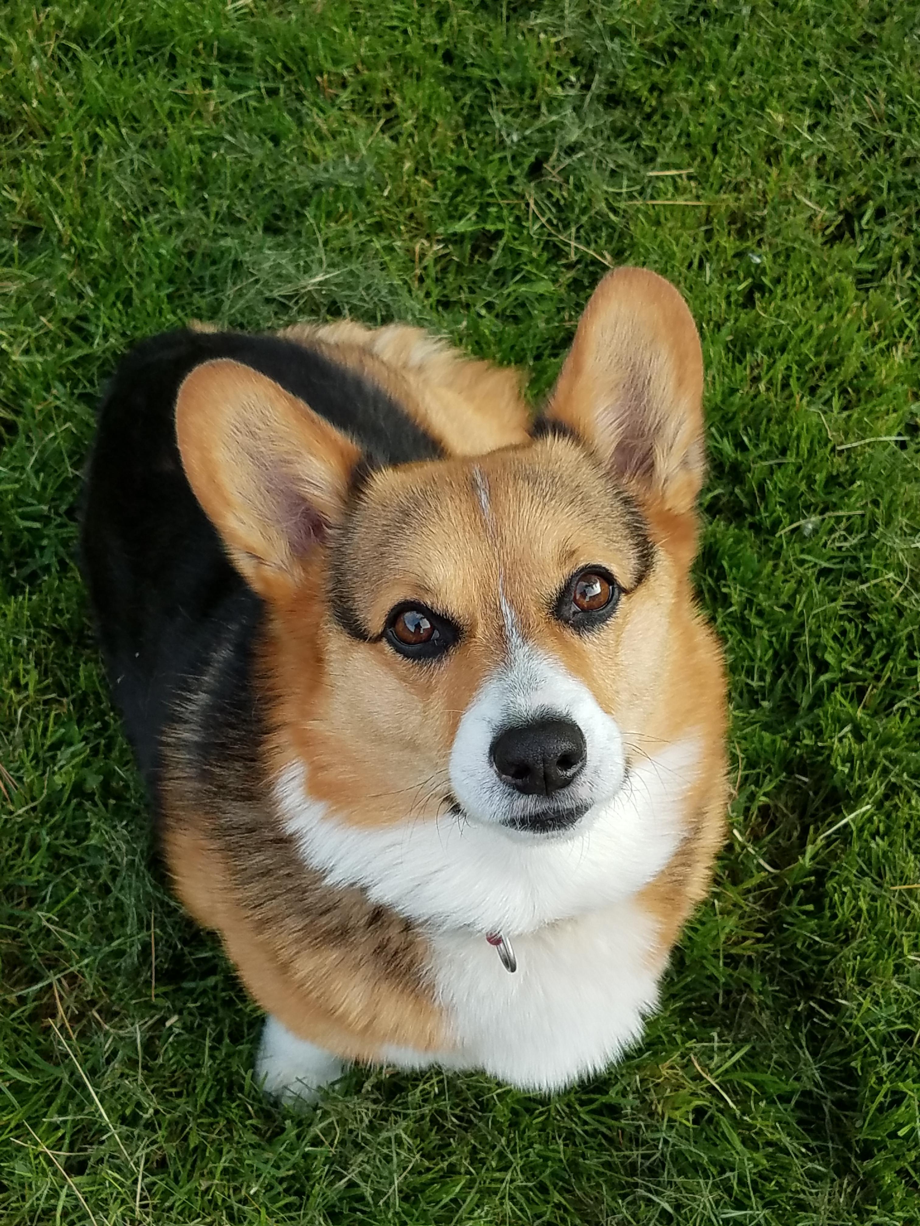 Using my minded powers....Give me treats... | Scrolller