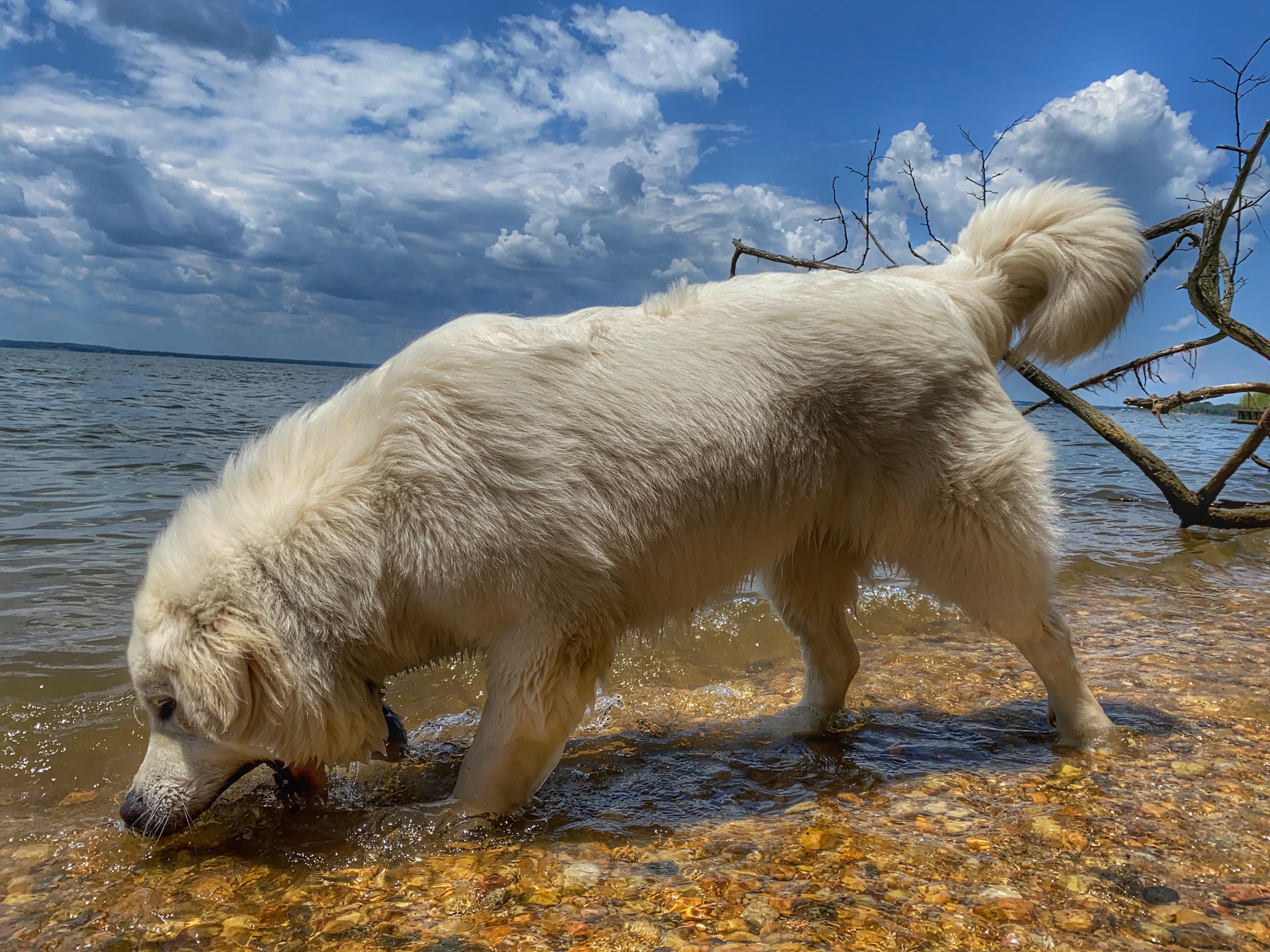 Valkyrie (8 months old) at the Potomac River. | Scrolller