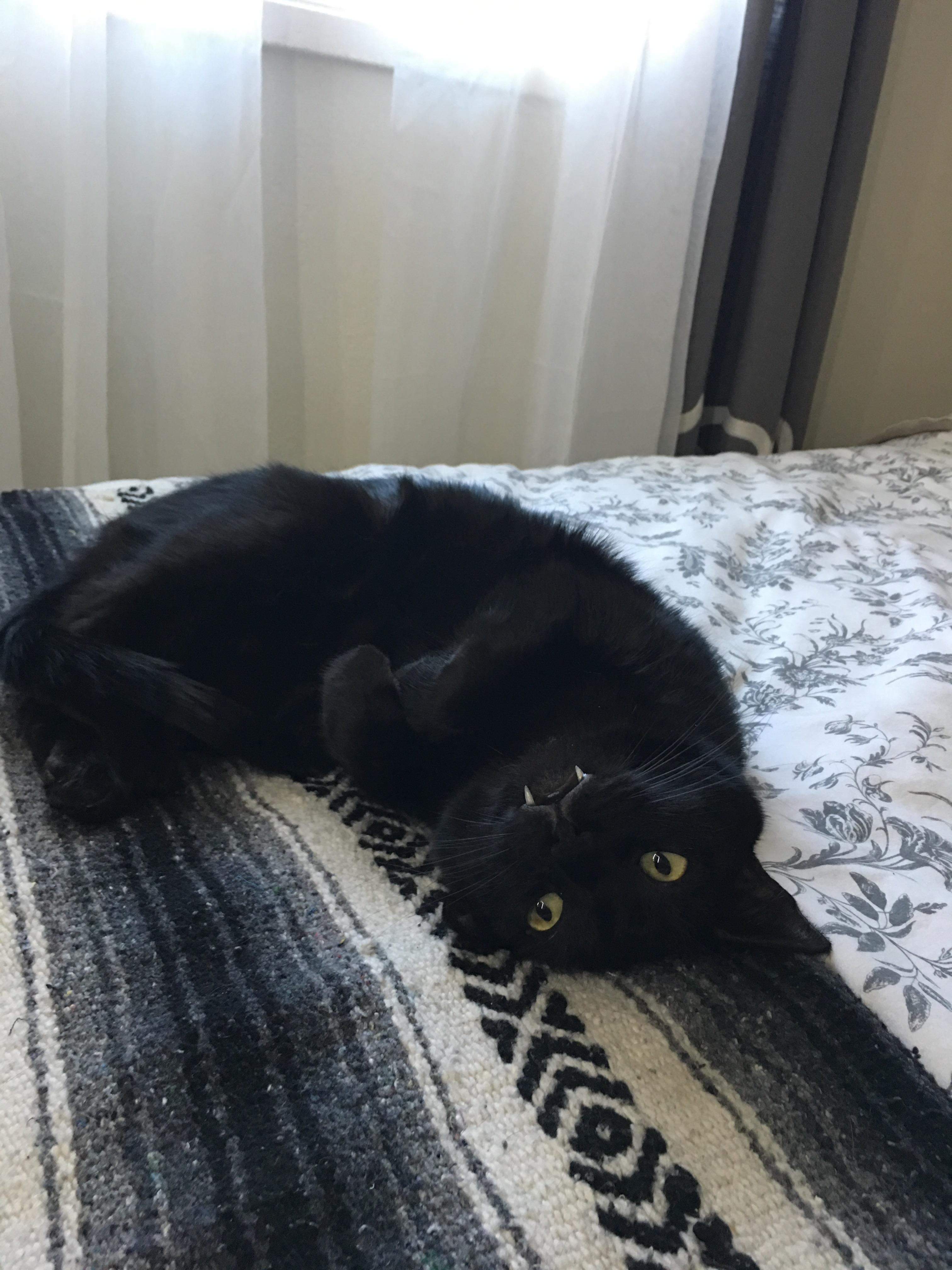 Vampire cat | Scrolller