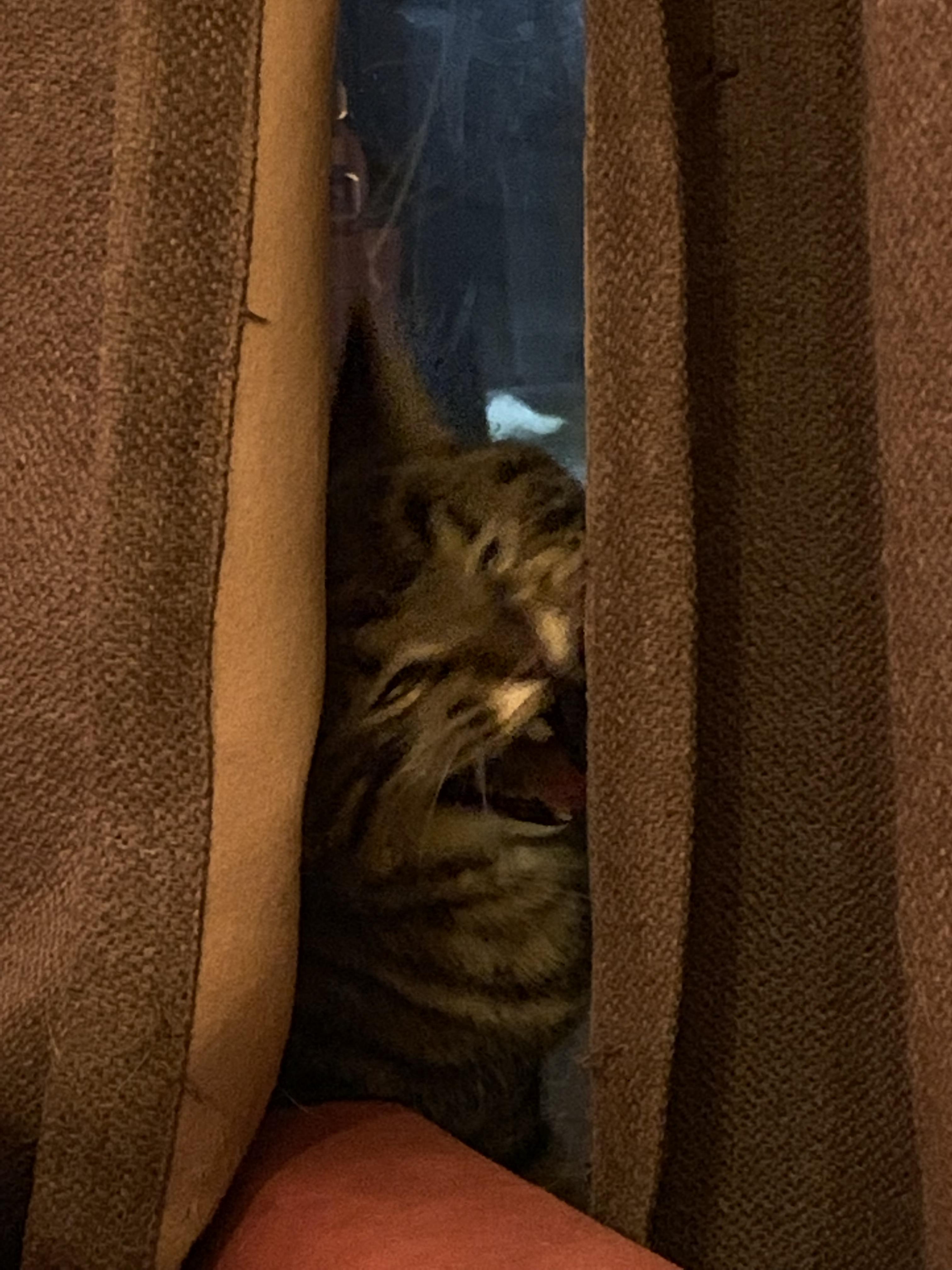 Vampire cat | Scrolller