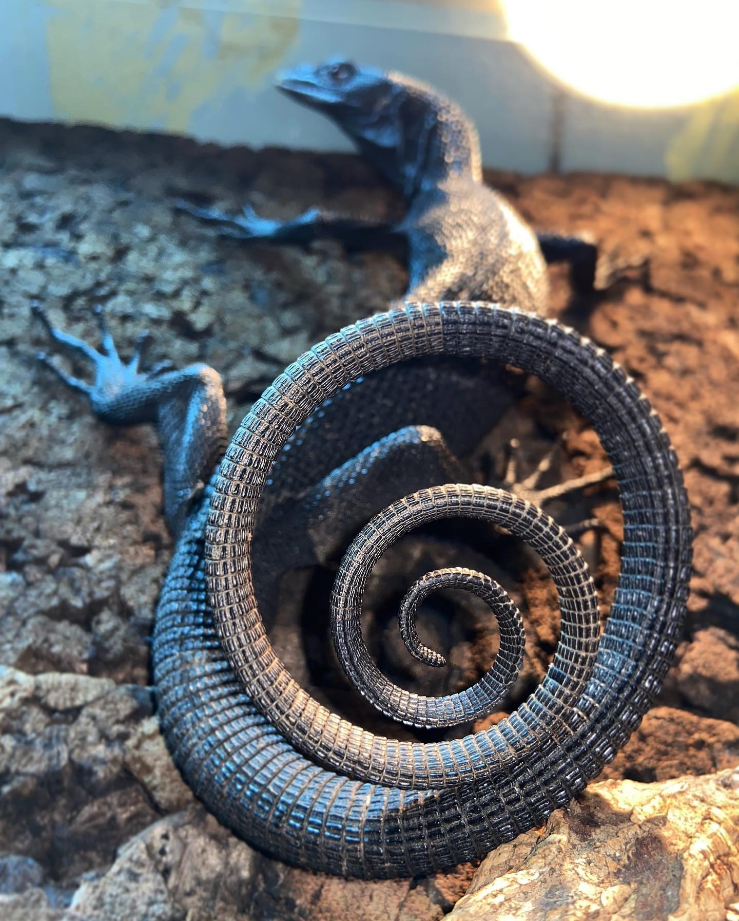 Varanus Beccarii / Black Tree Monitor Lizard | Scrolller