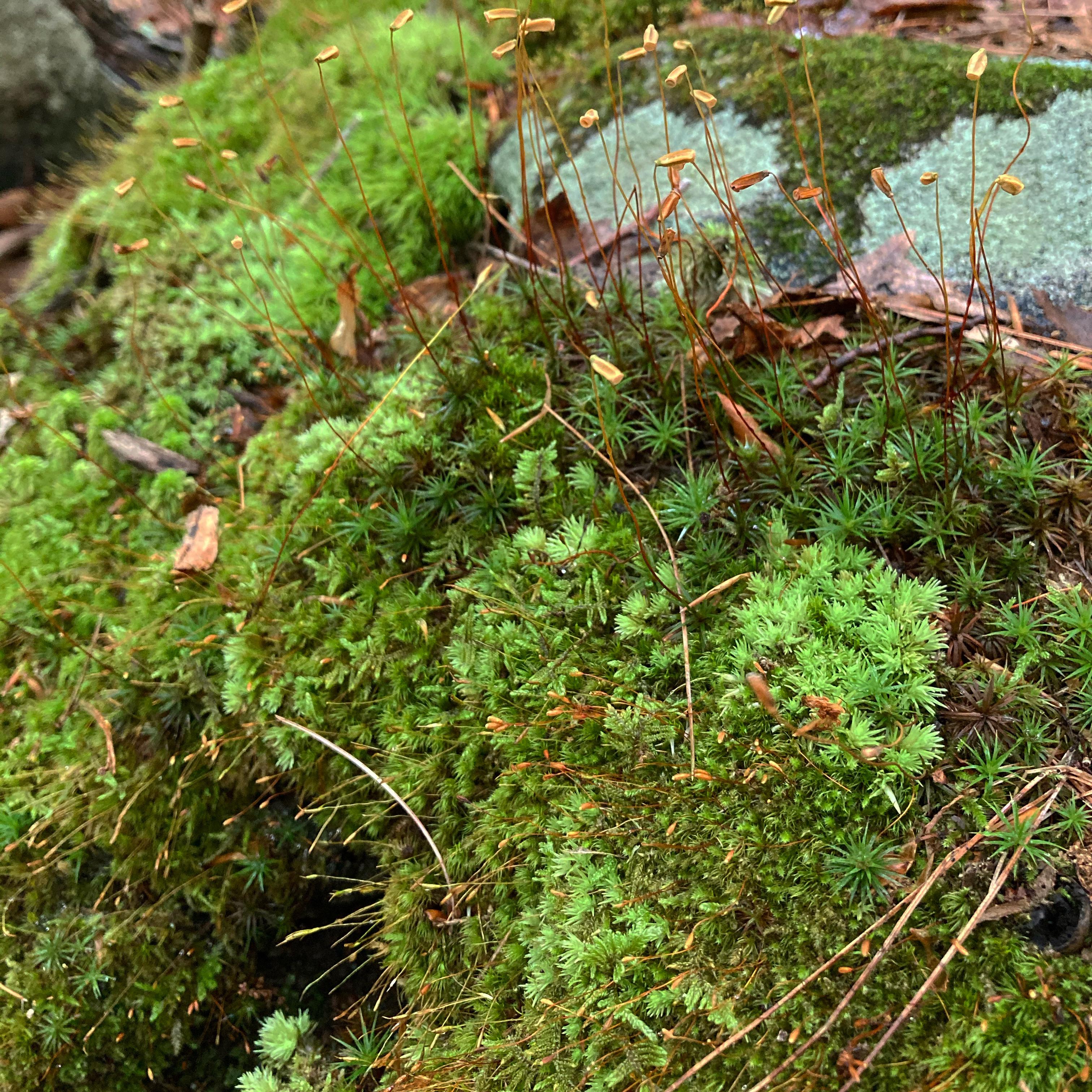 Variety! @mossbymatilda for more mossy content💚🥦🌱 | Scrolller