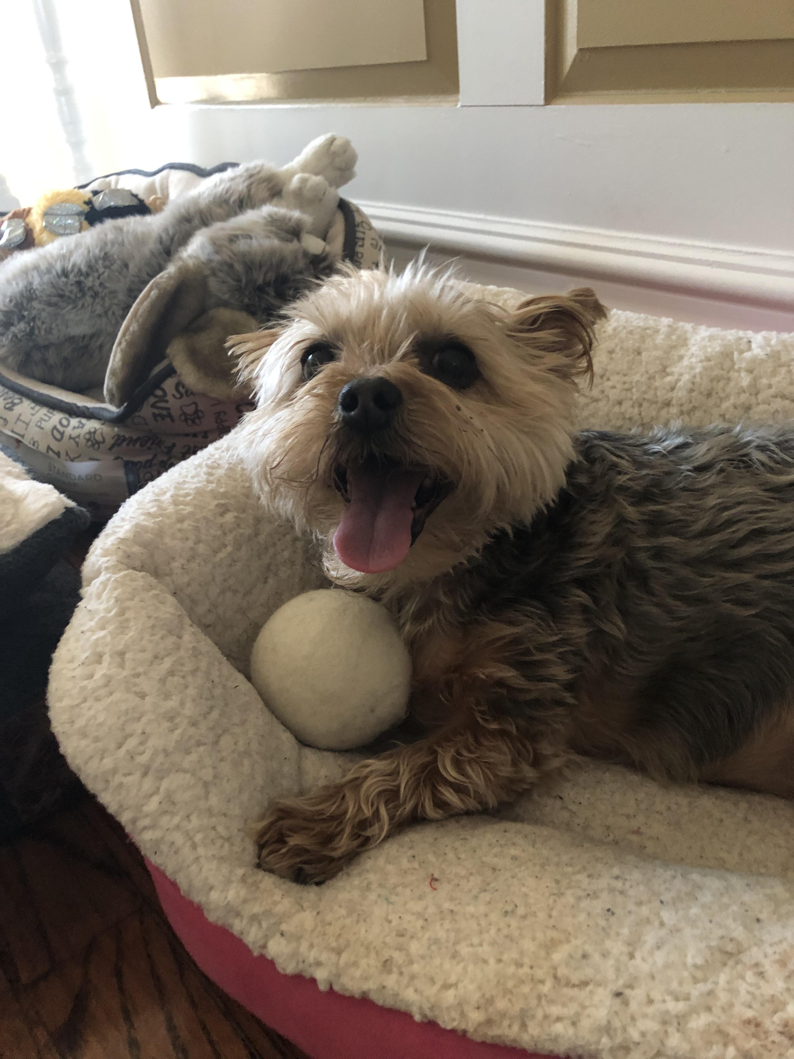 very happy pupper 🐶 | Scrolller