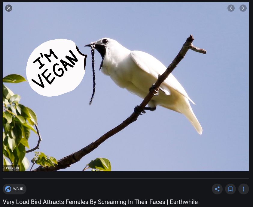 Very Loud Bird Attracts Females By Screaming In Their Faces (redrawn for more clarity on the ...