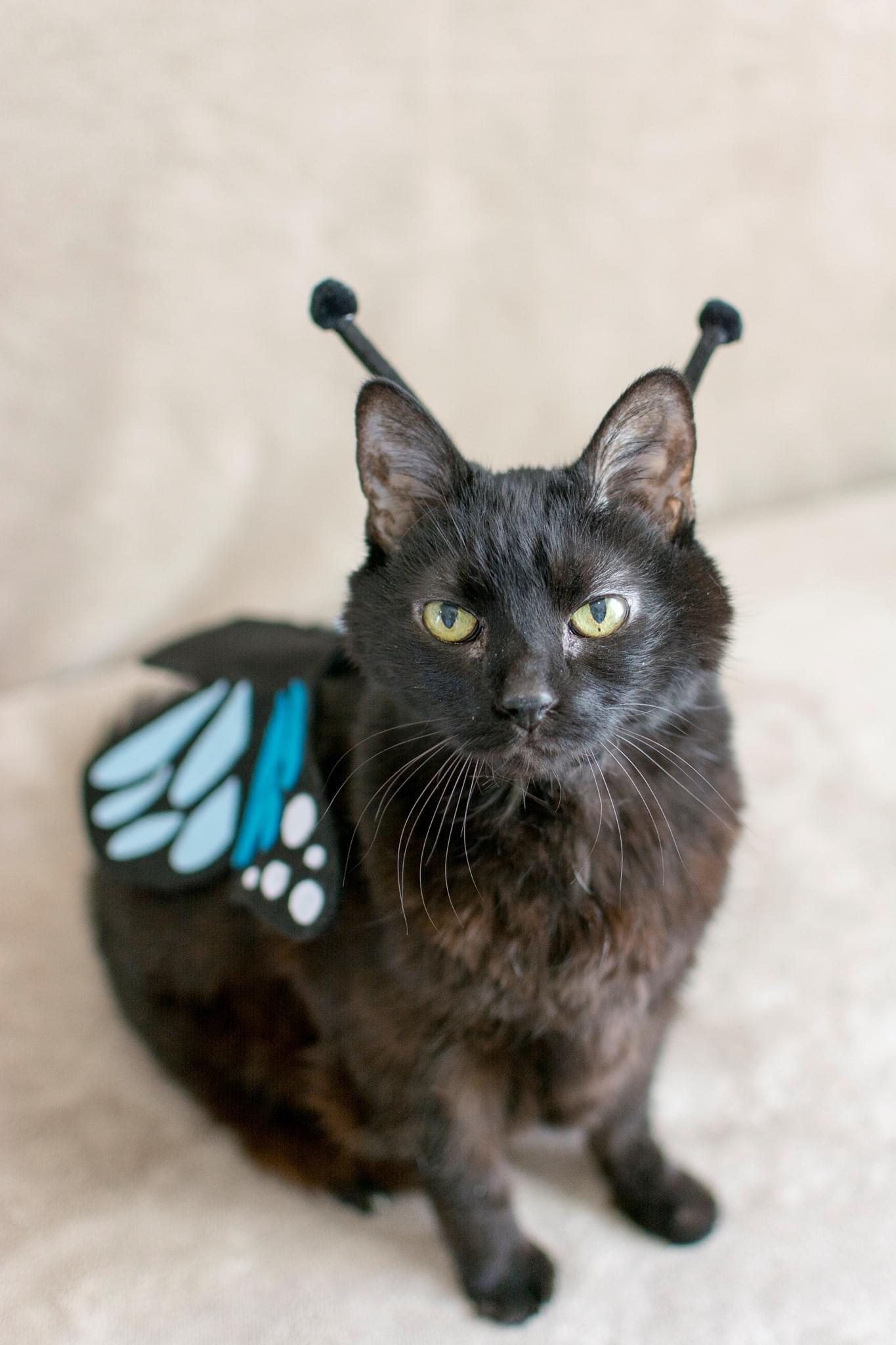 Very polite little catterfly waiting for her treats! | Scrolller