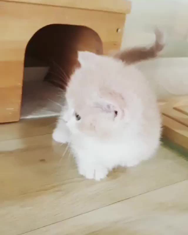 very smol belly | Scrolller