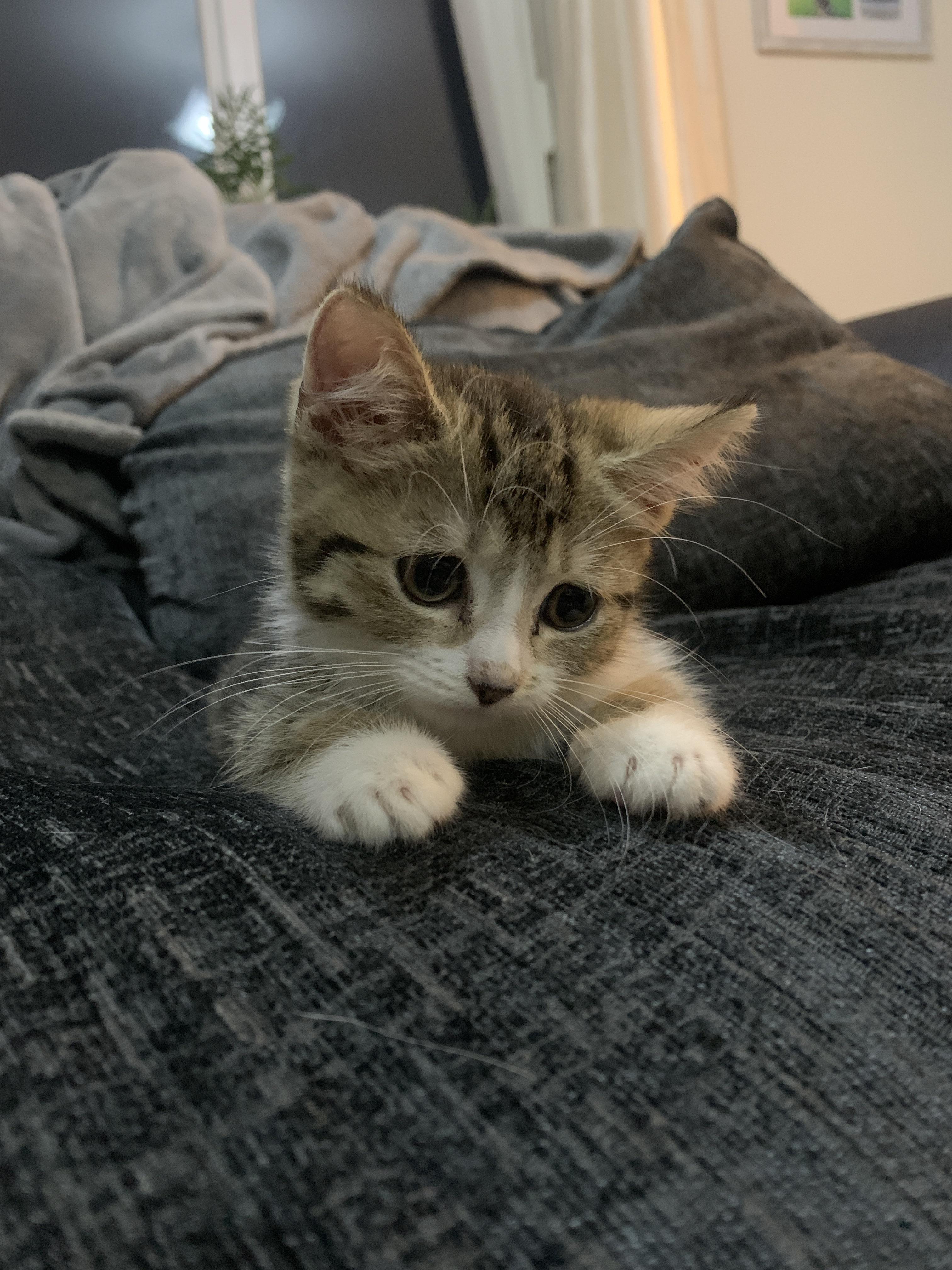 Very smol. Extremely dangerous. | Scrolller