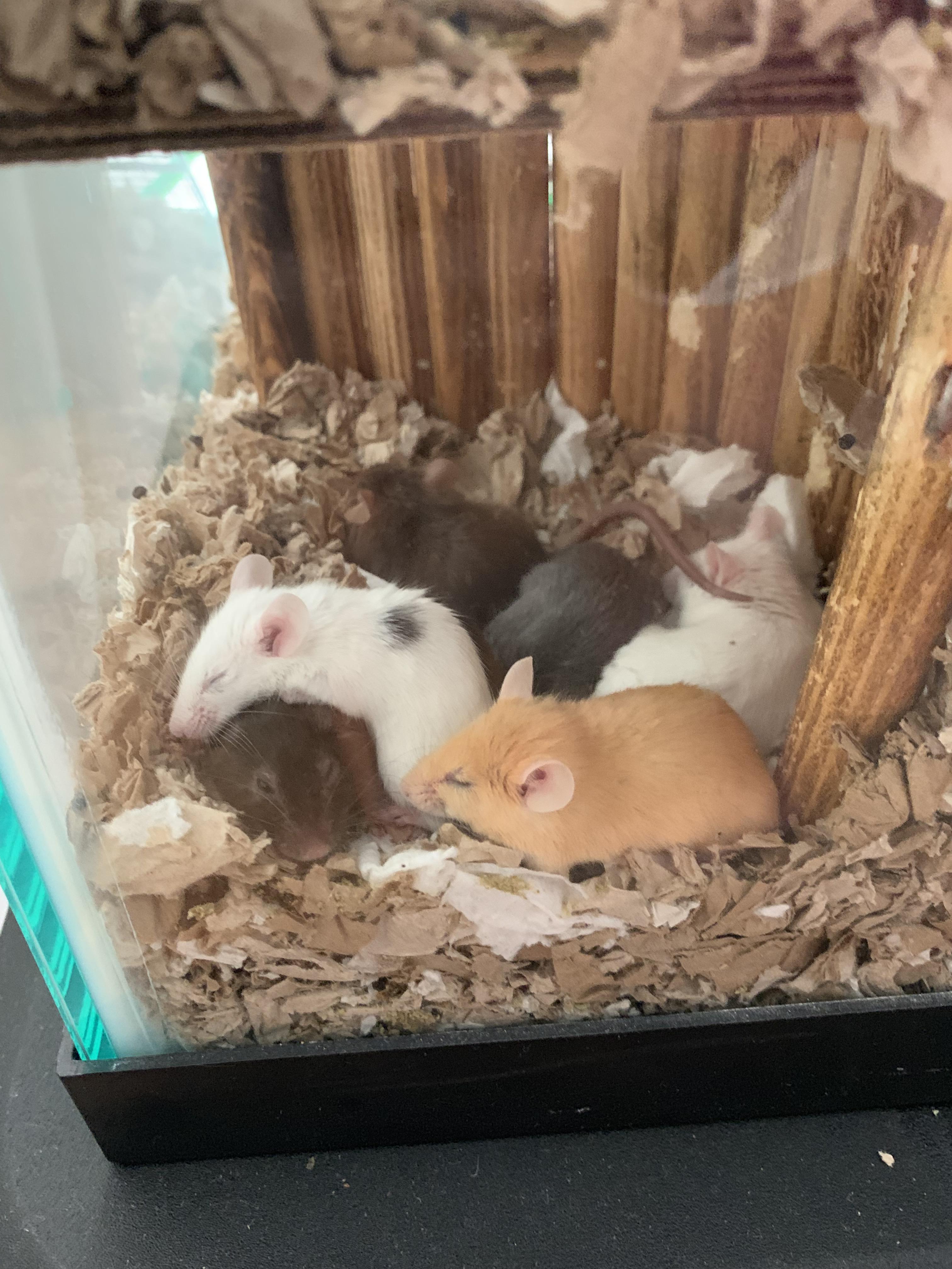 Very smol, very sweet snuggles | Scrolller