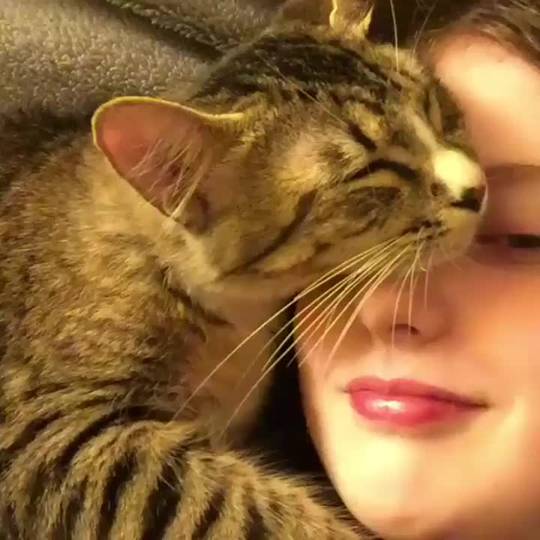 ViCiouS wILDcAt MauLs iNNoCeNt WoMAn's FacE | Scrolller