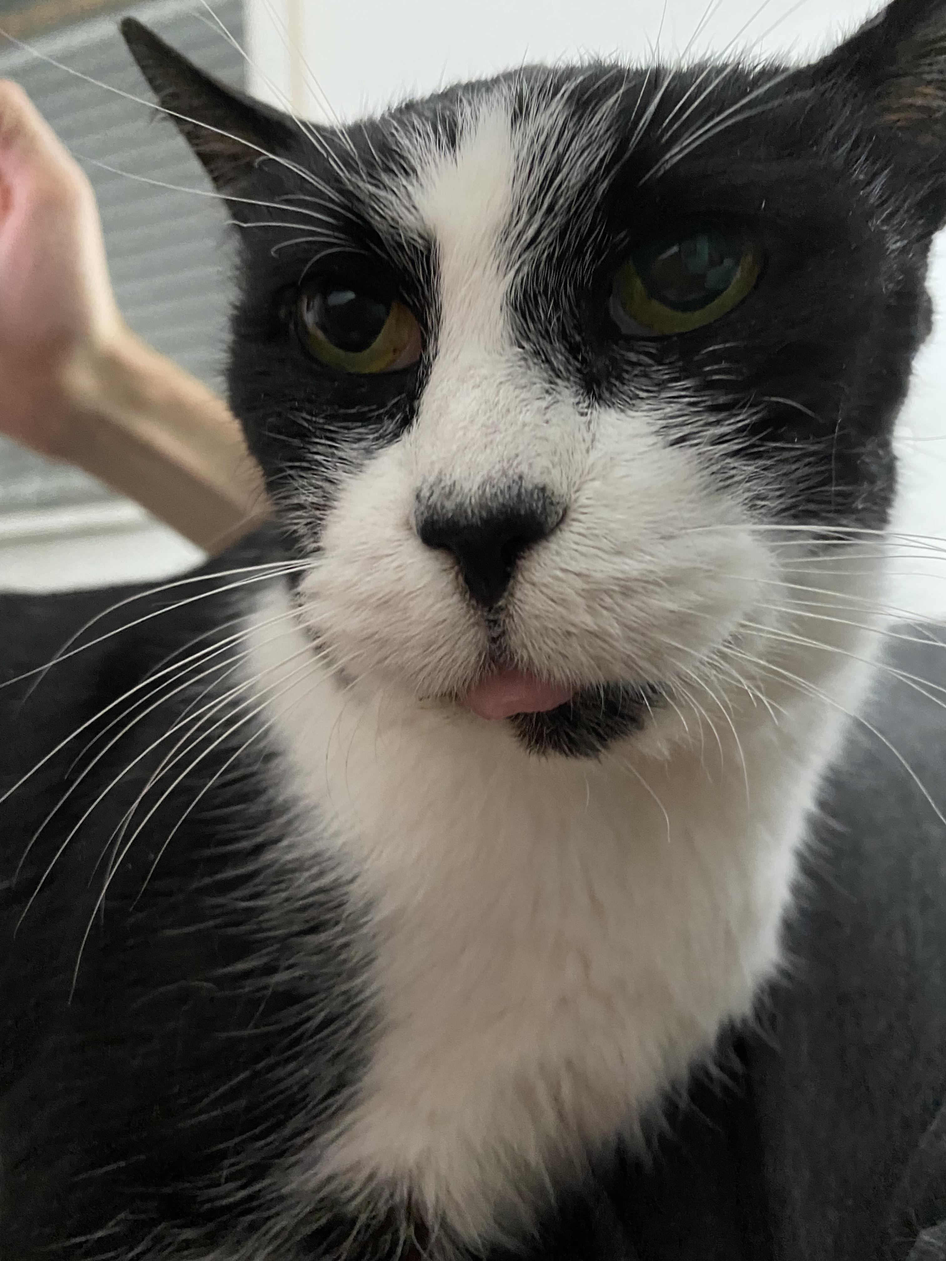 Victoria's blep | Scrolller