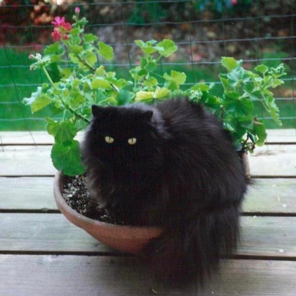 Vintage potted cat from 2001. She thought she was so sneaky. | Scrolller