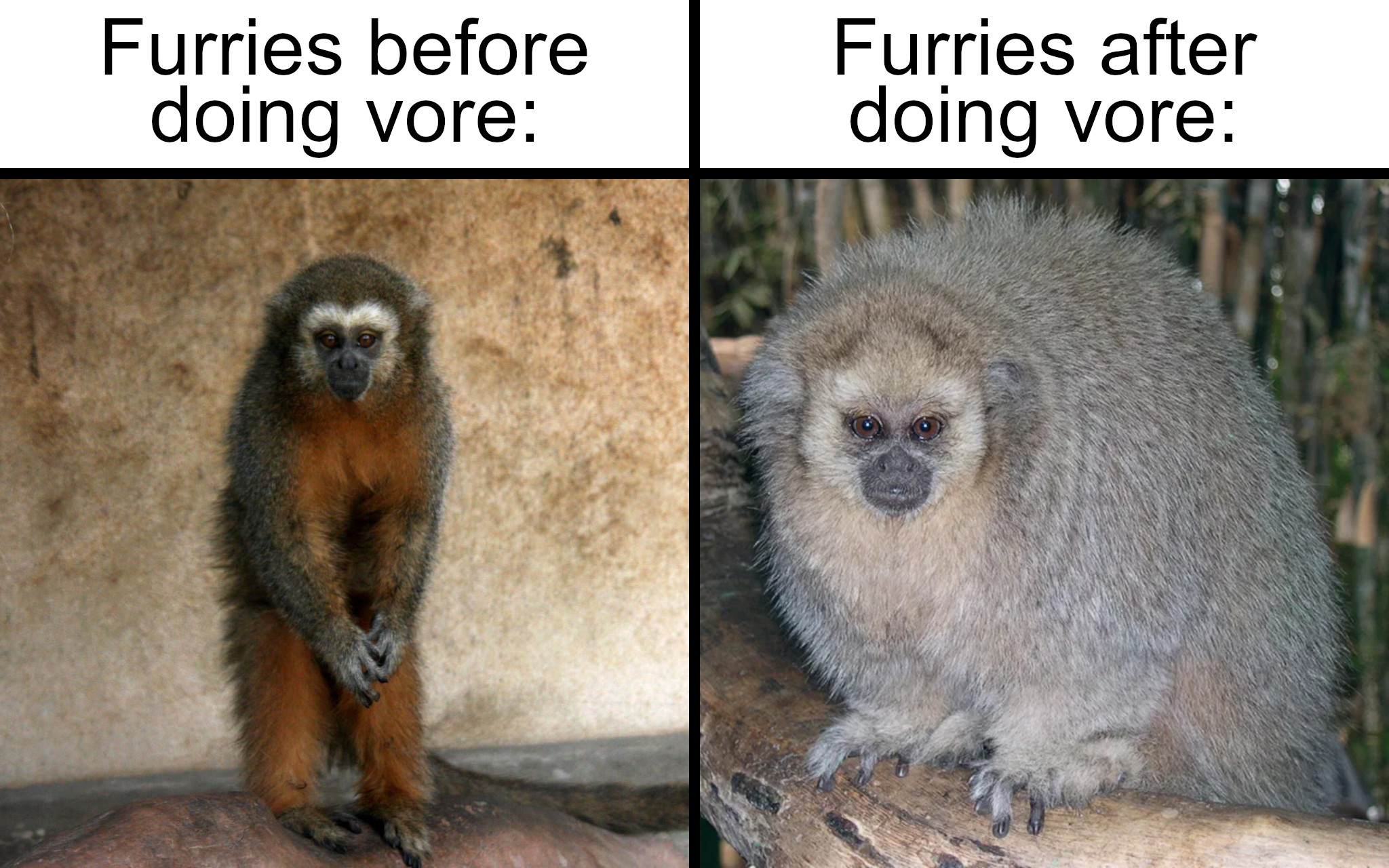 Vore_irl | Scrolller