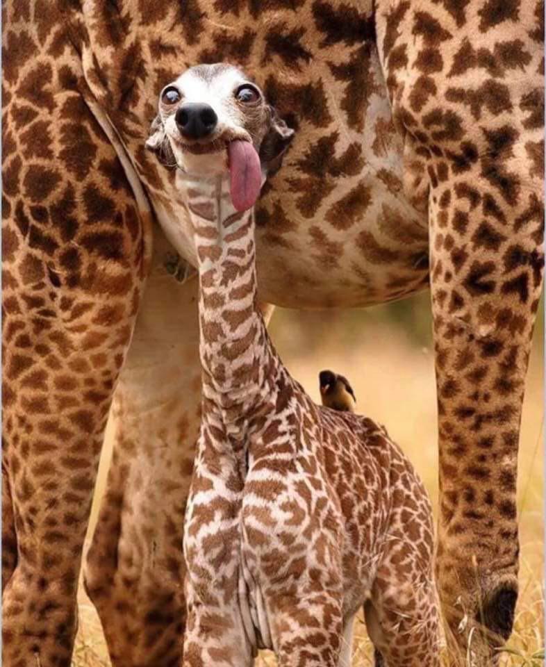 Wait, they’re evolving? | Scrolller