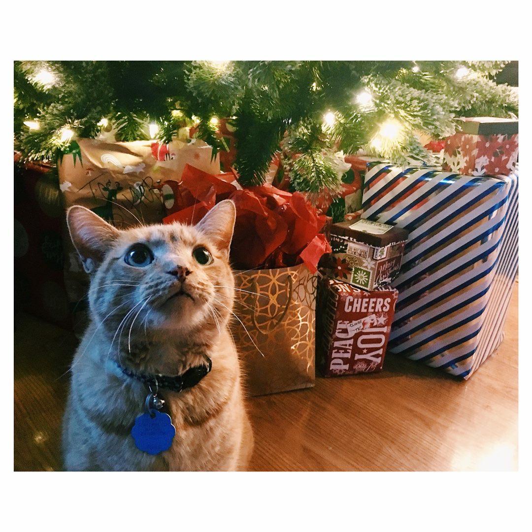 Waiting for Santa Claws! | Scrolller