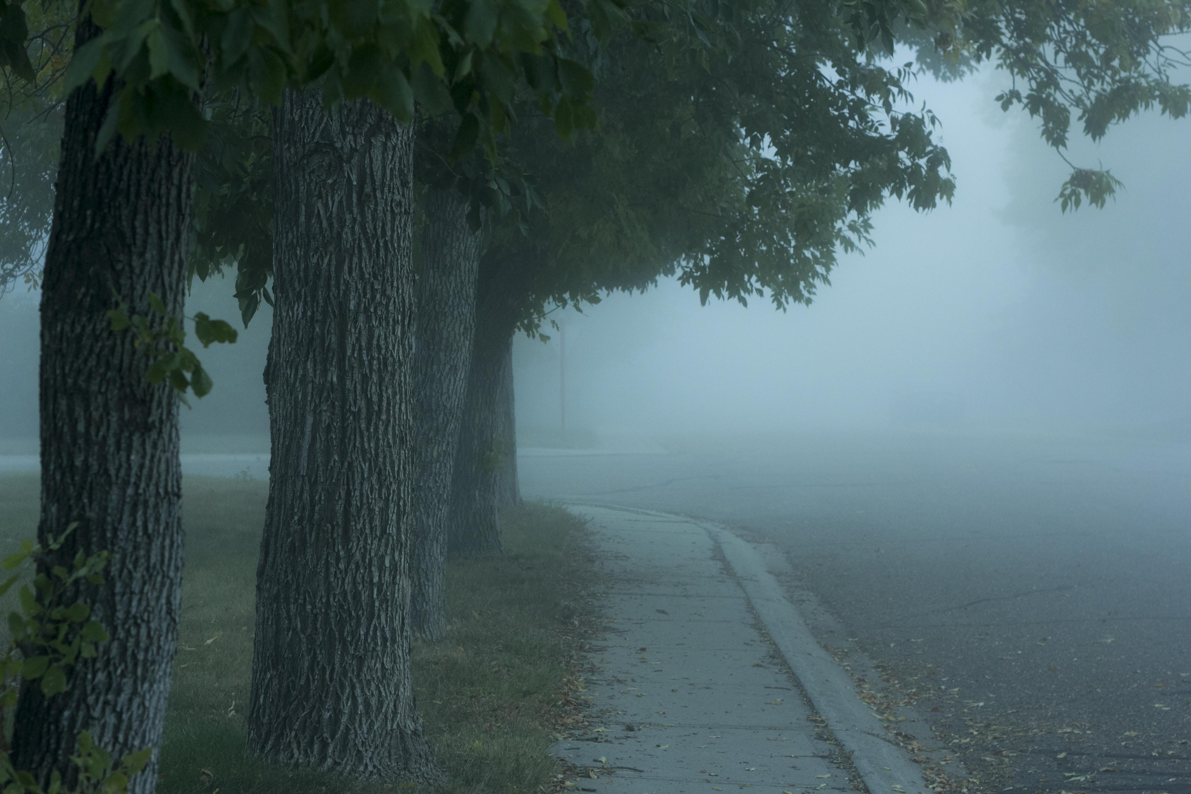 Walking down a foggy street | Scrolller