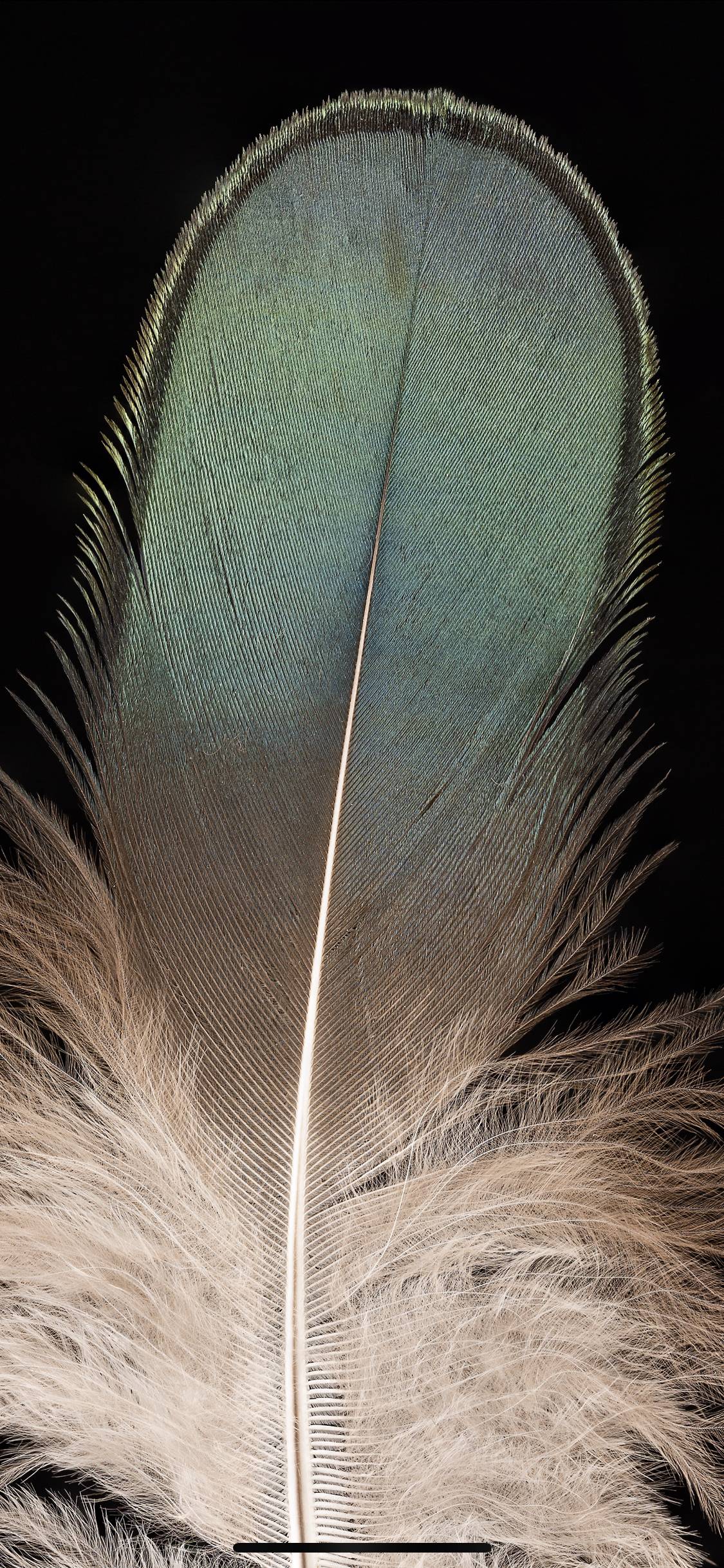 Wallpaper anyone? Created by doing a 49 image focus stack. I think it’s a peacock feather ...