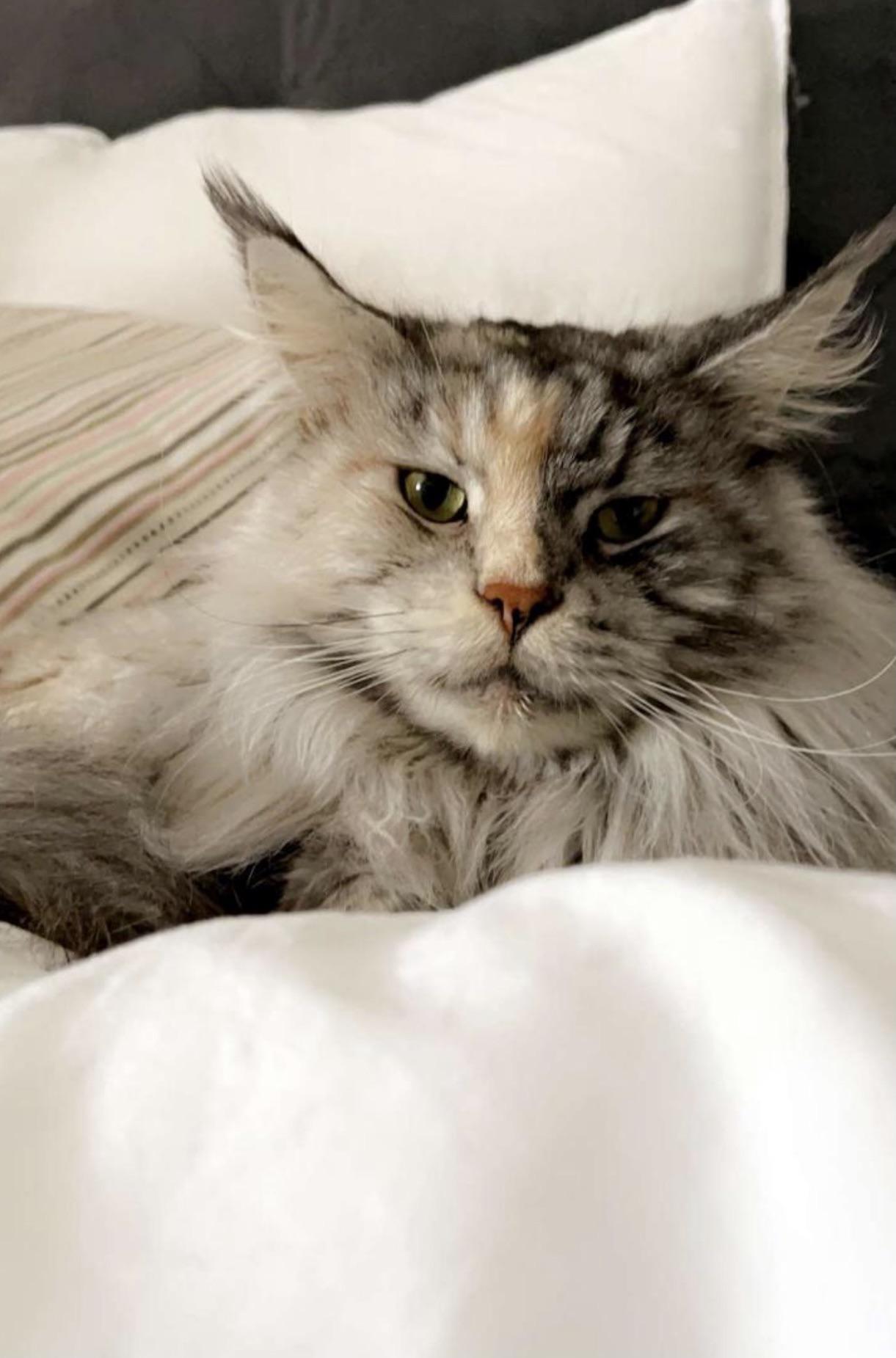 Wanna cuddle ? | Scrolller