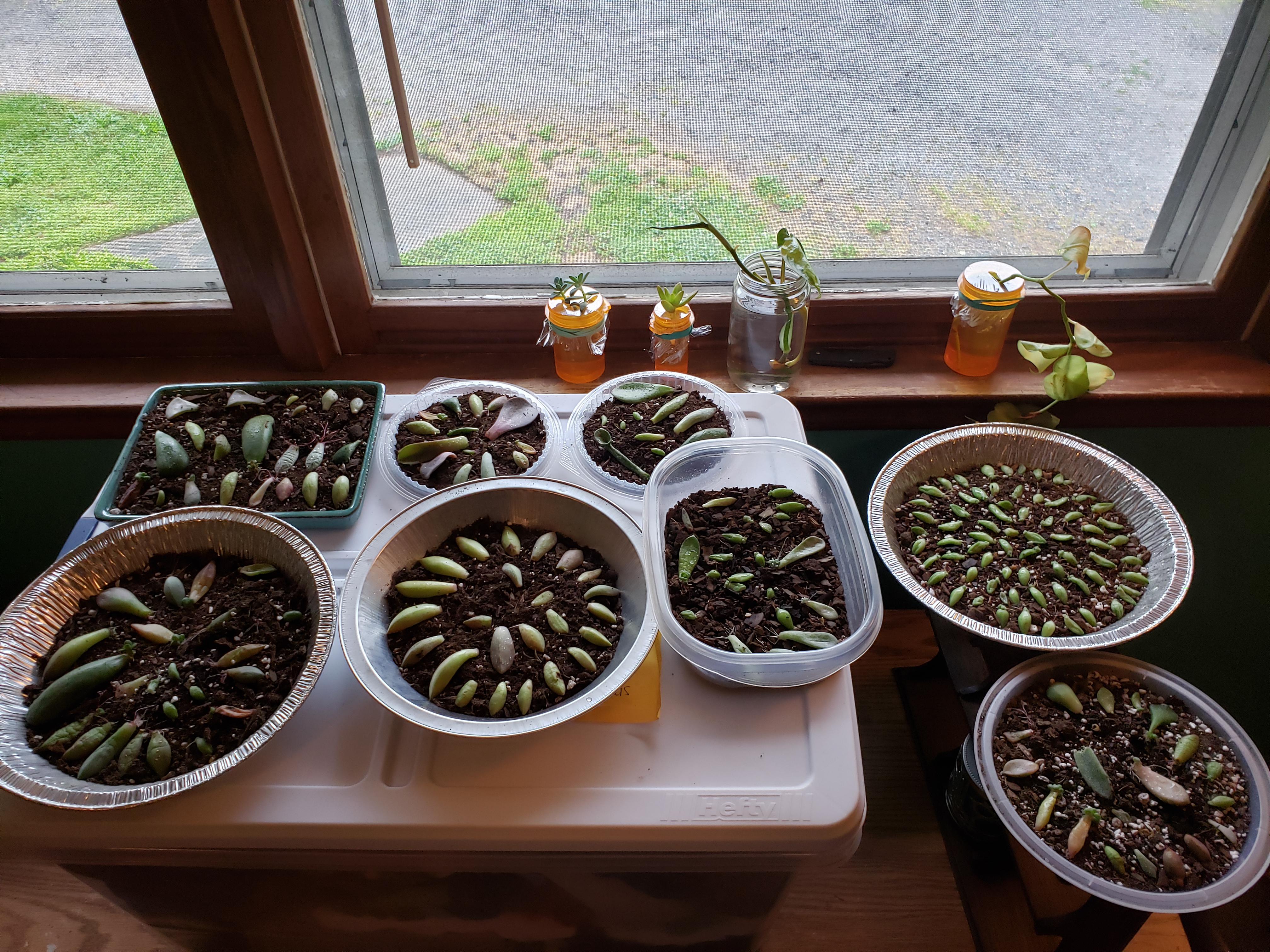 Wanted to share my current propagation set-up | Scrolller