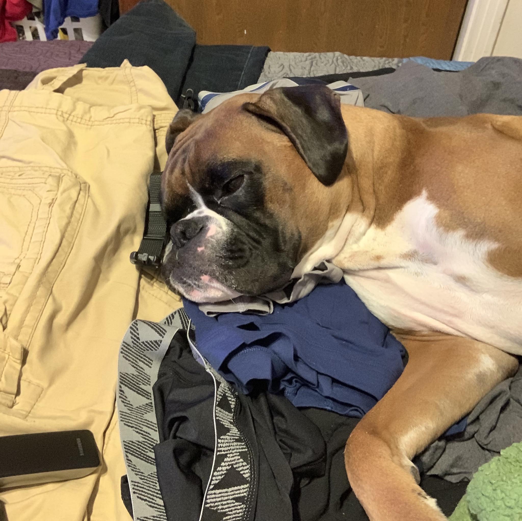 Warm Laundry = Nap Time | Scrolller