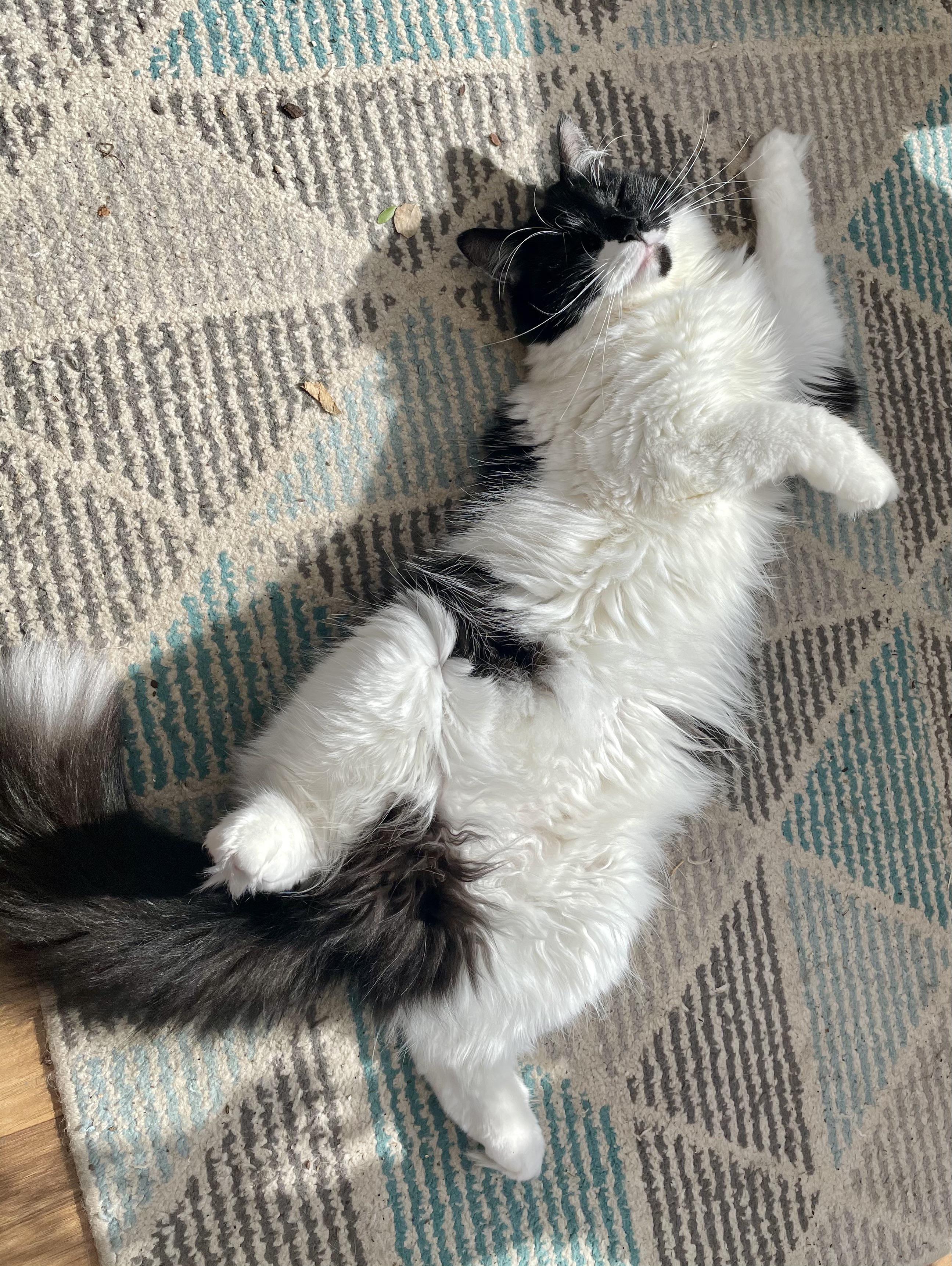 Warming his belly floof in the sun | Scrolller