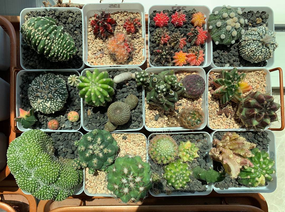 Was supposed to be a collection of round cacti, but some deviants got in. | Scrolller