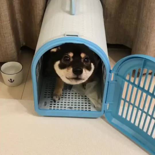 Watch my ears pop up! | Scrolller