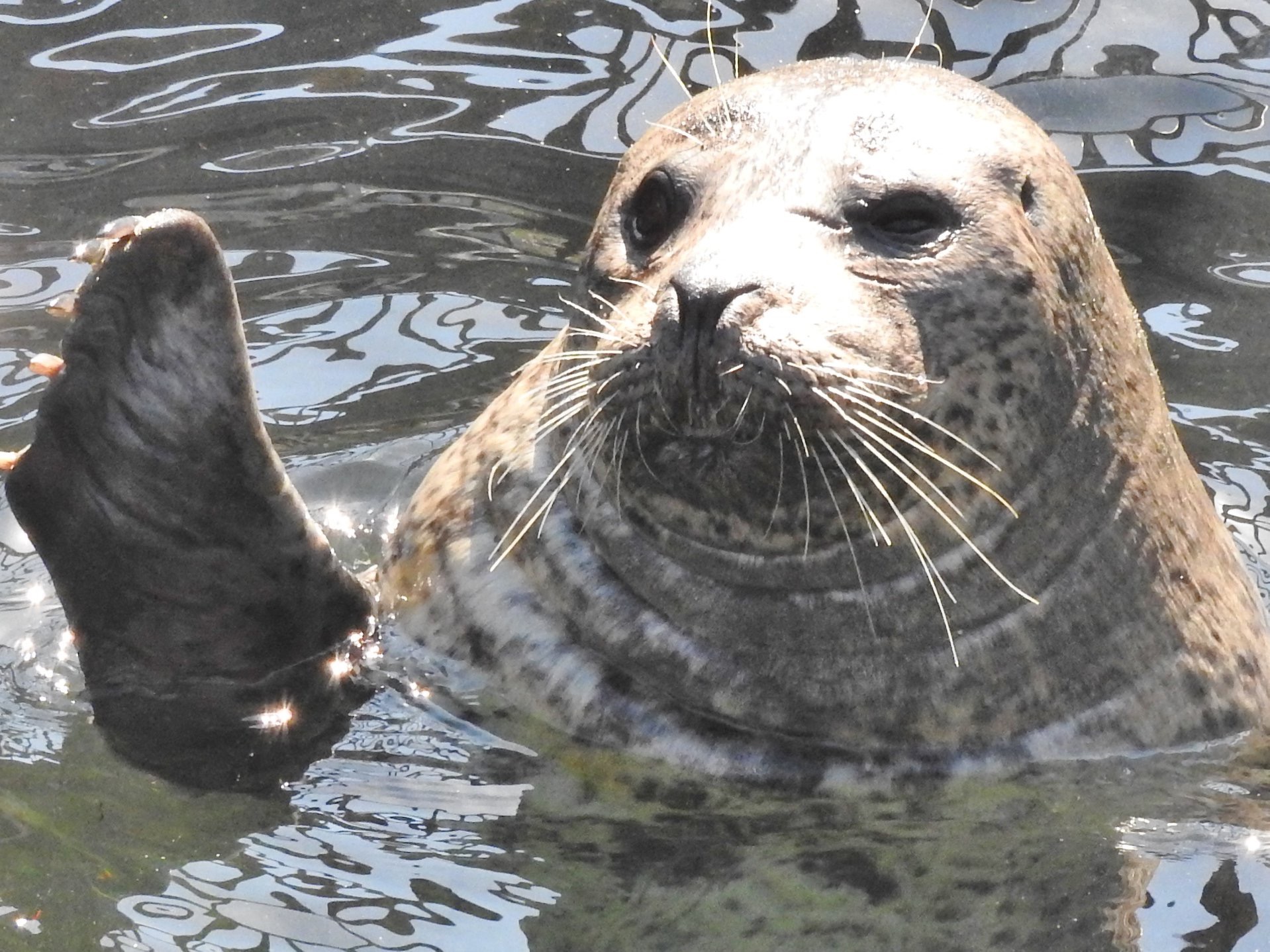 WAVING CHONK | Scrolller