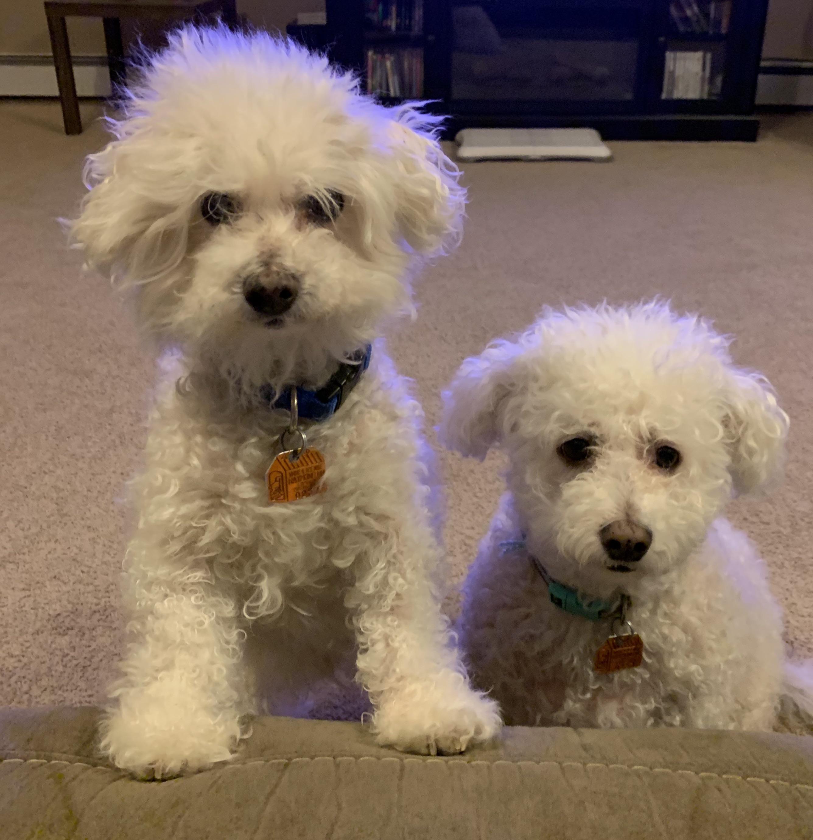 We DEMAND treats! | Scrolller