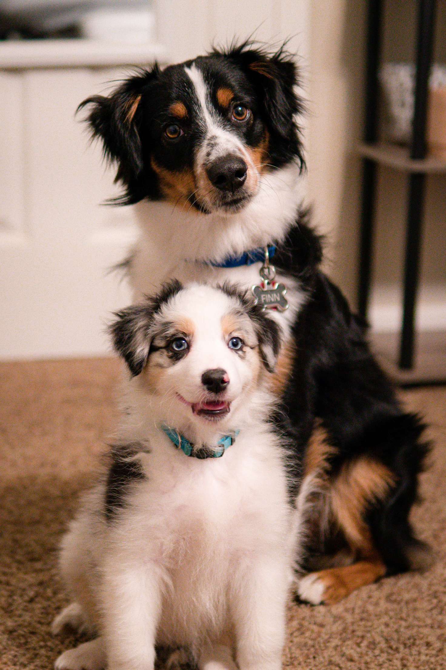 We got another Aussie! Meet Willow | Scrolller