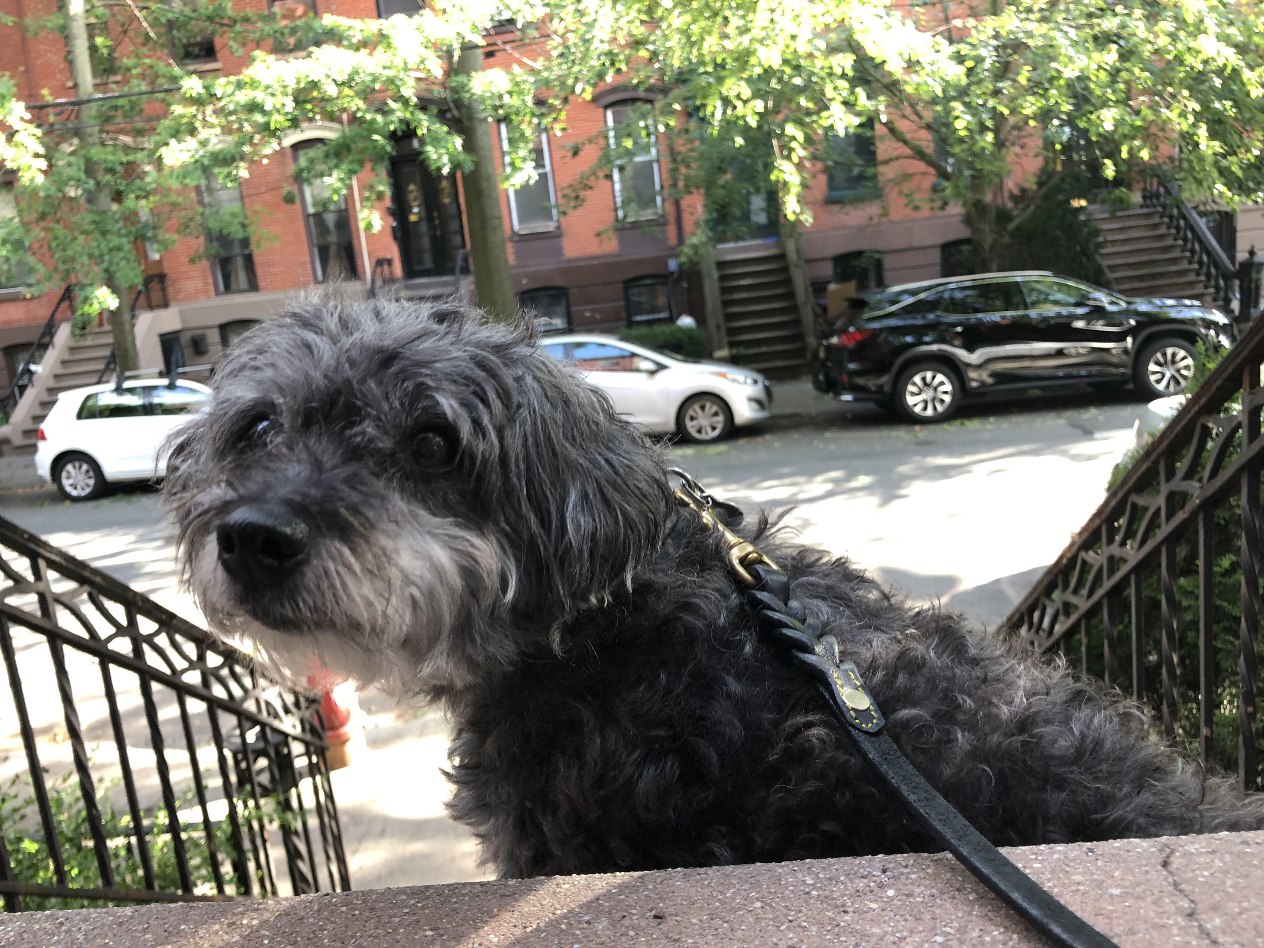 We just moved to our seventh place together. Here is Addy enjoying her first stoop! | Scrolller