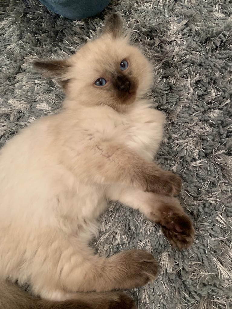 We need a bit of help / inspiration naming our new kitten. All suggestions welcome 😍😻 | Scrolller
