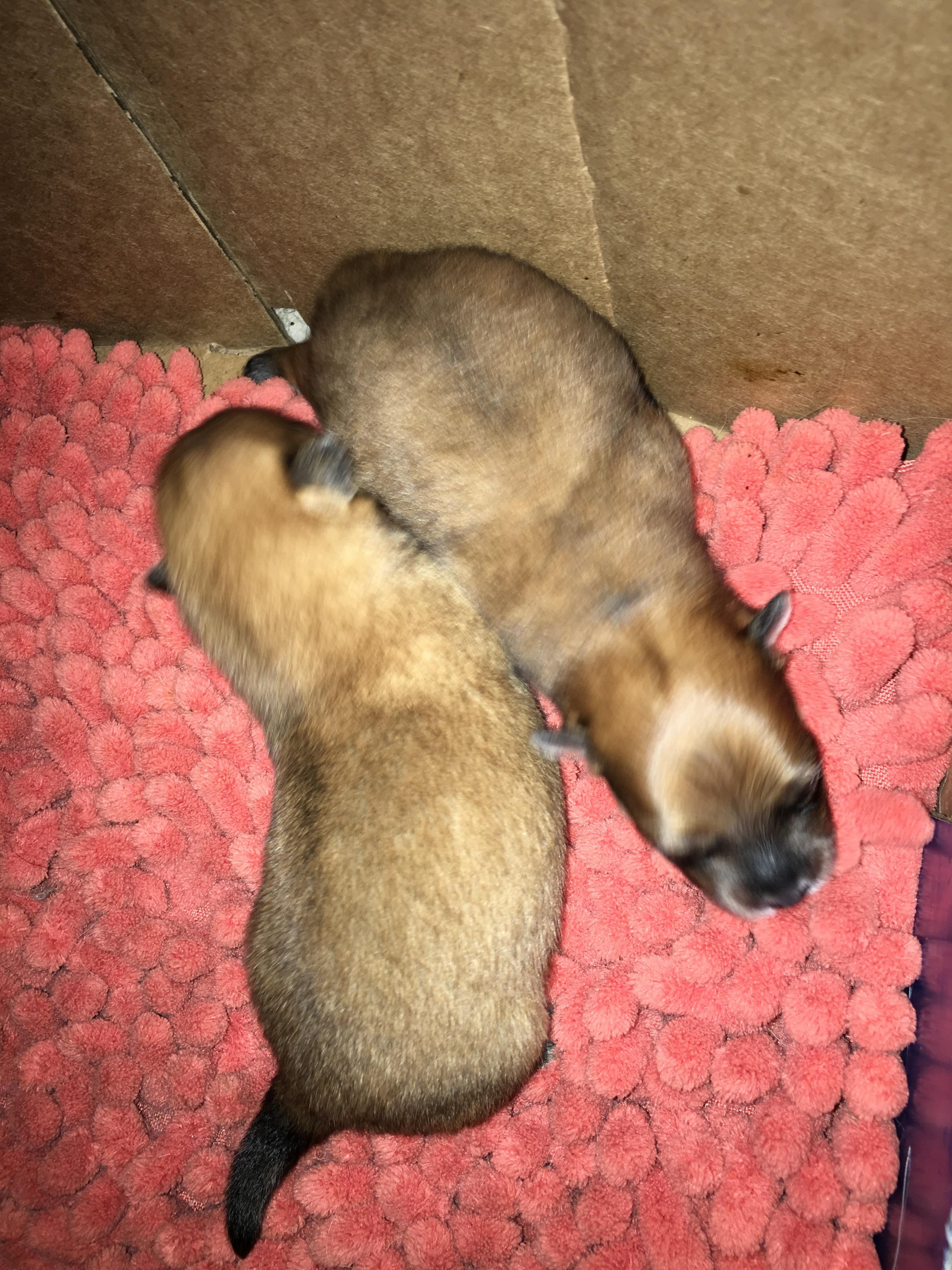We need help naming the sweet little girl on the right. Any suggestions? | Scrolller