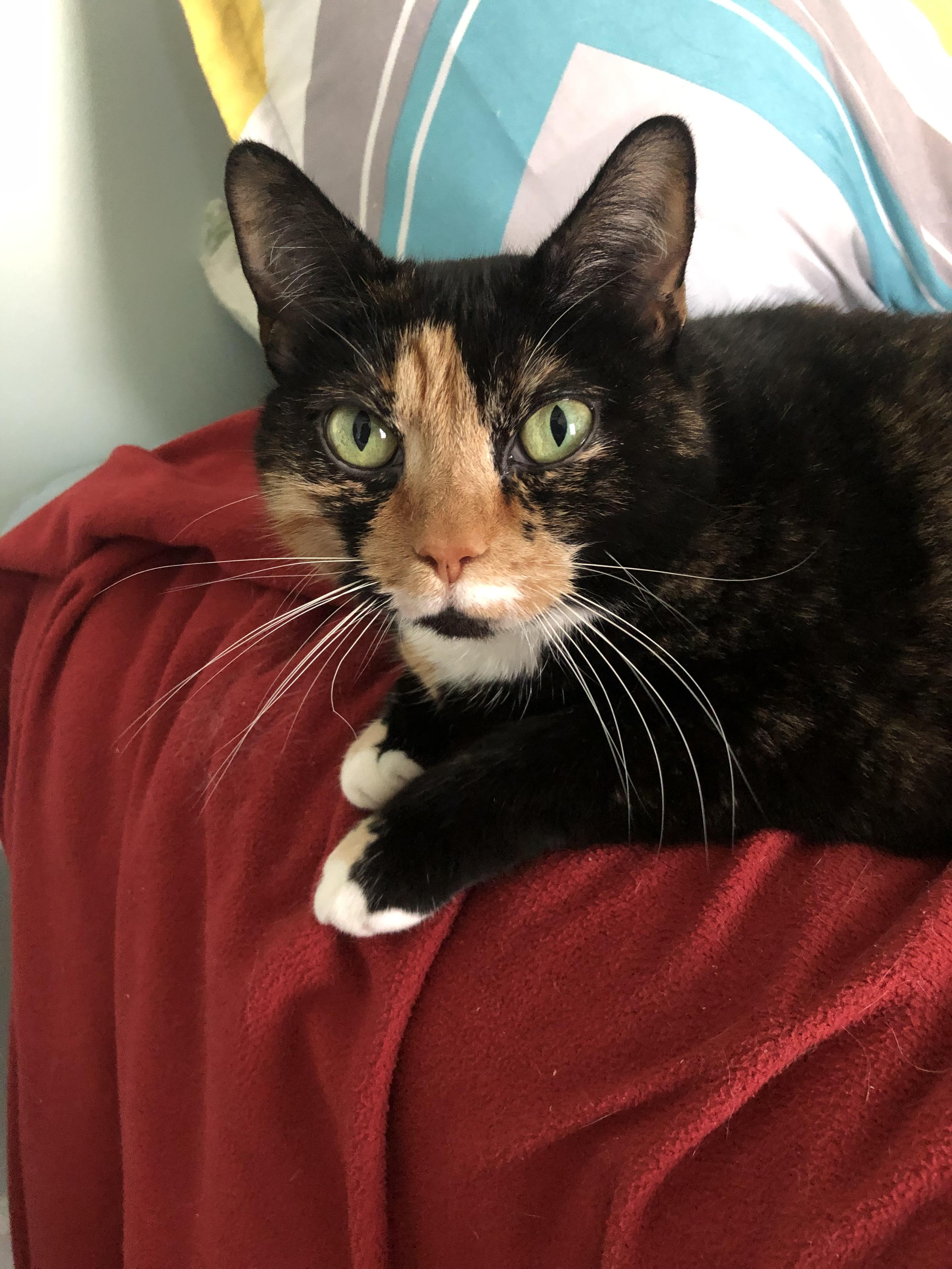 We recently adopted a 11 year old calico named Beans! She tries her best to be a nice kitty ...