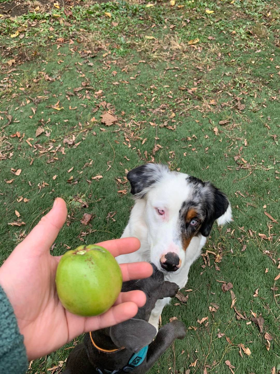 We were playing fetch with a tennis ball. She brought back this ...