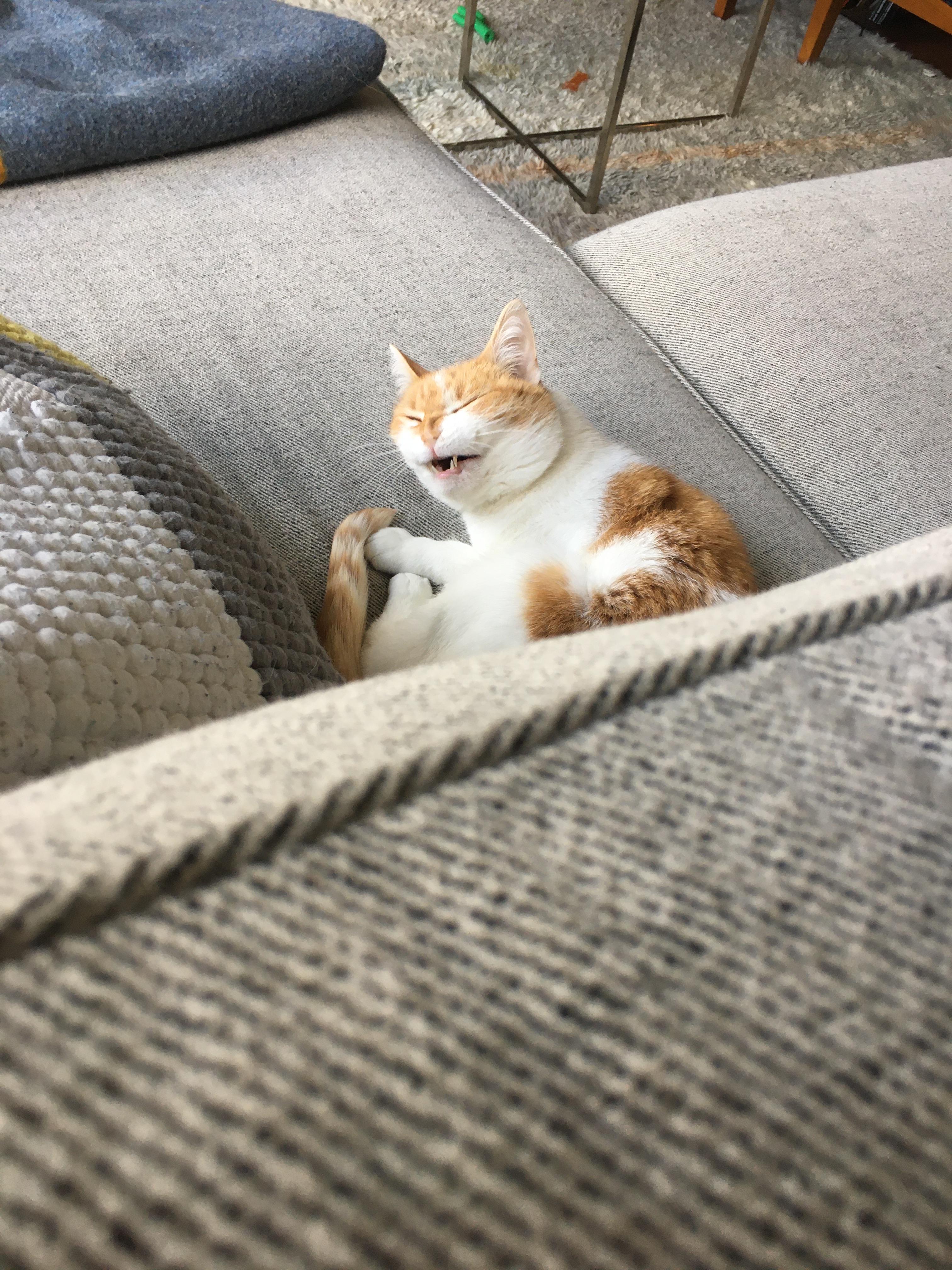 Weasel, she scrunge | Scrolller