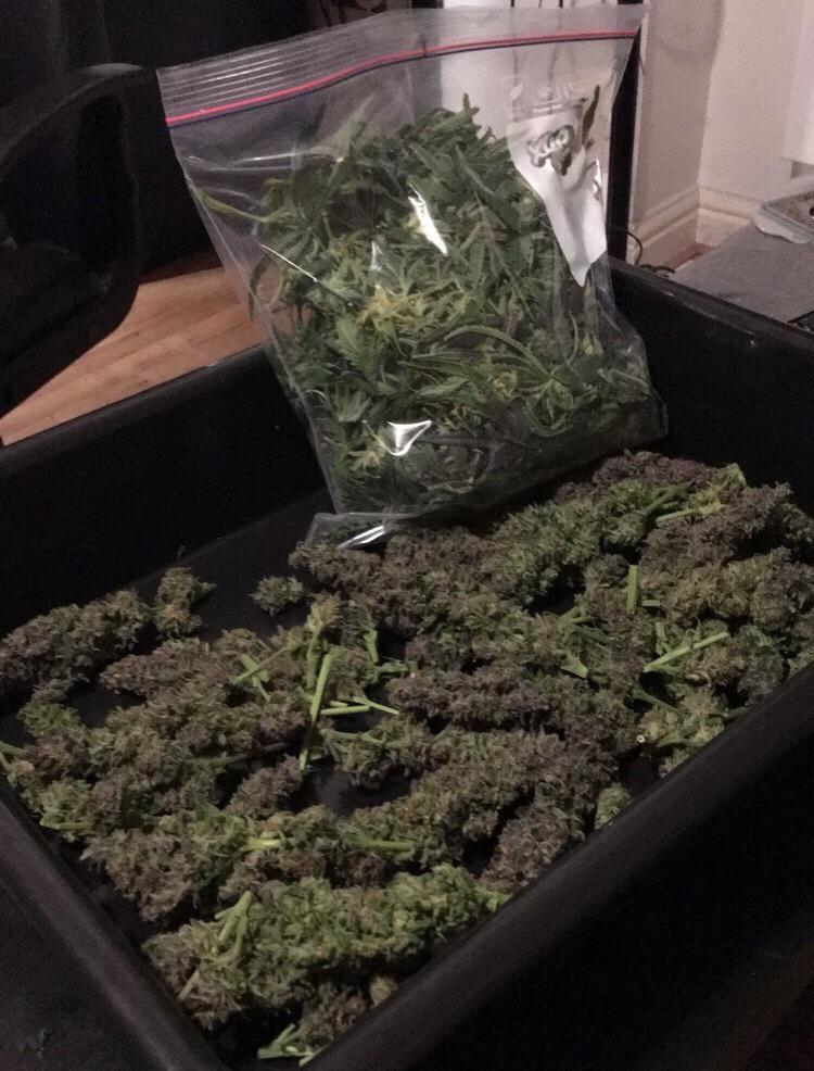 Wedding Cake - first ever grow :) | Scrolller