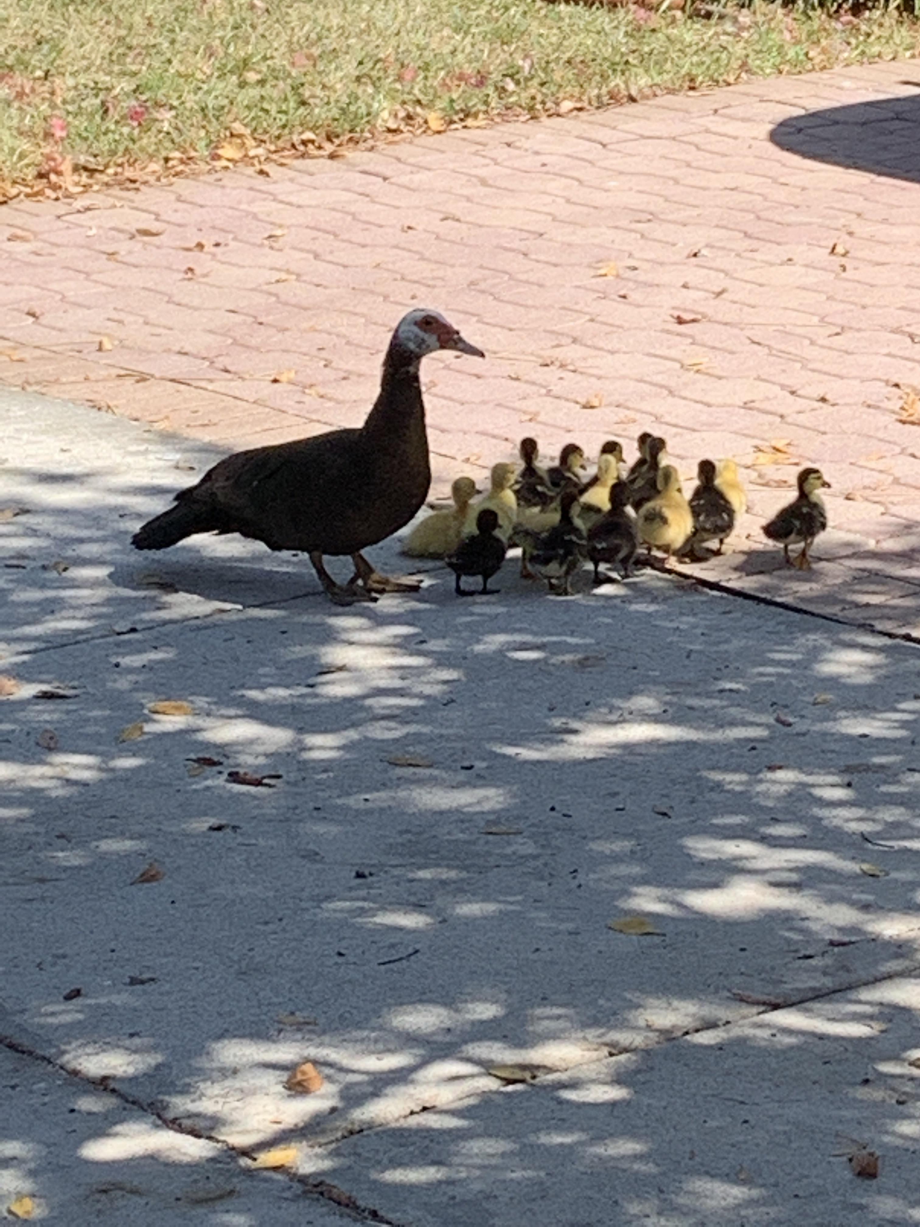 Wednesday had 15 babies | Scrolller