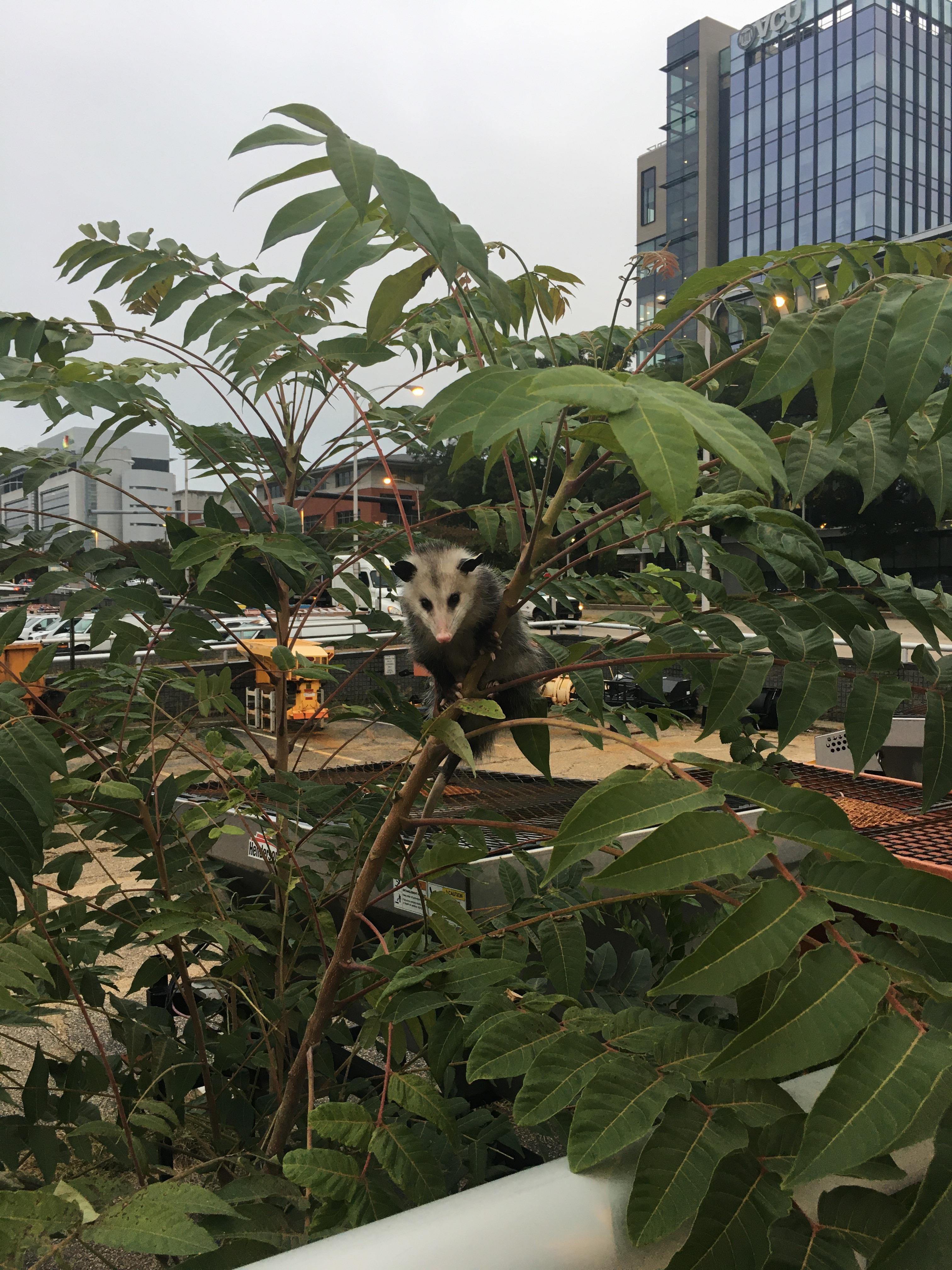 Weird bird by VCU, looks sick... is this normal? | Scrolller